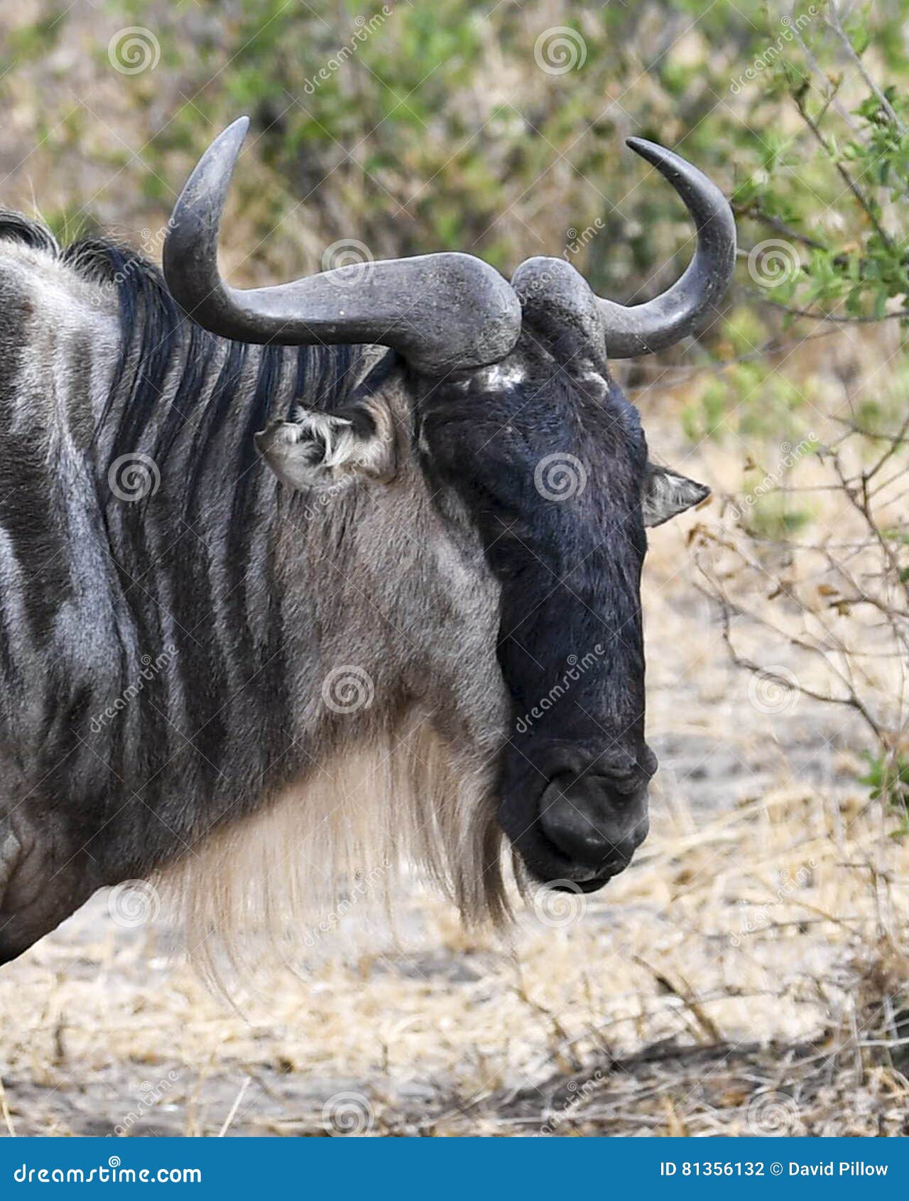 Gnu principal olhando o foto de stock. Imagem de tanzânia - 81356132
