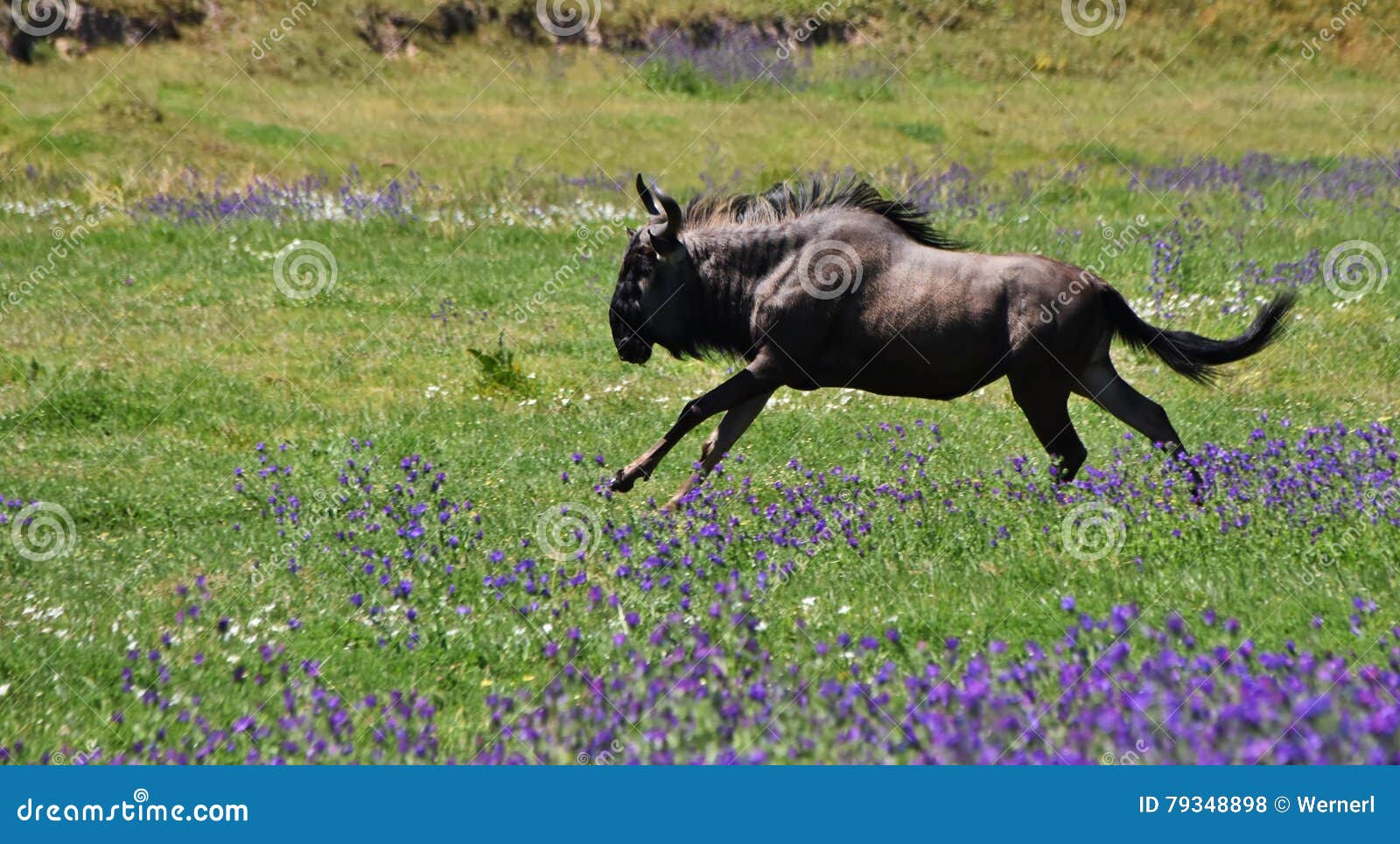 Gnu Running through Blue Flowers Stock Photo - Image of wildebeest ...