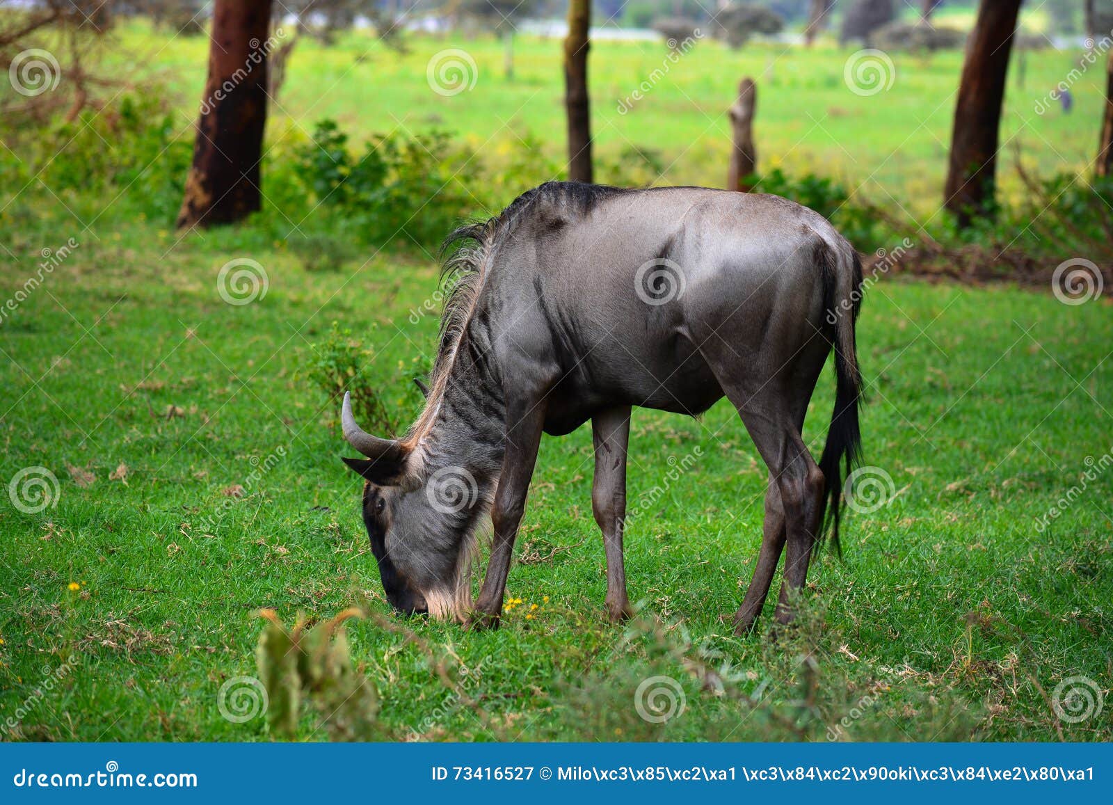 Gnu stock image. Image of nairobi, naivasha, horns, africa - 73416527