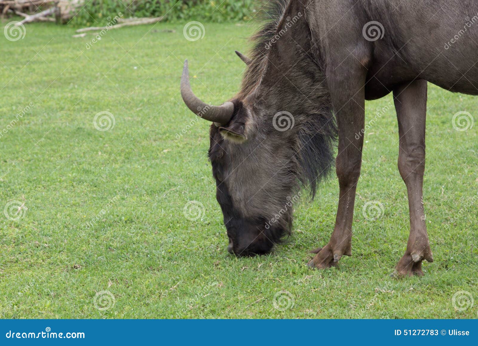 Gnu stock image. Image of brown, animal, face, large - 51272783