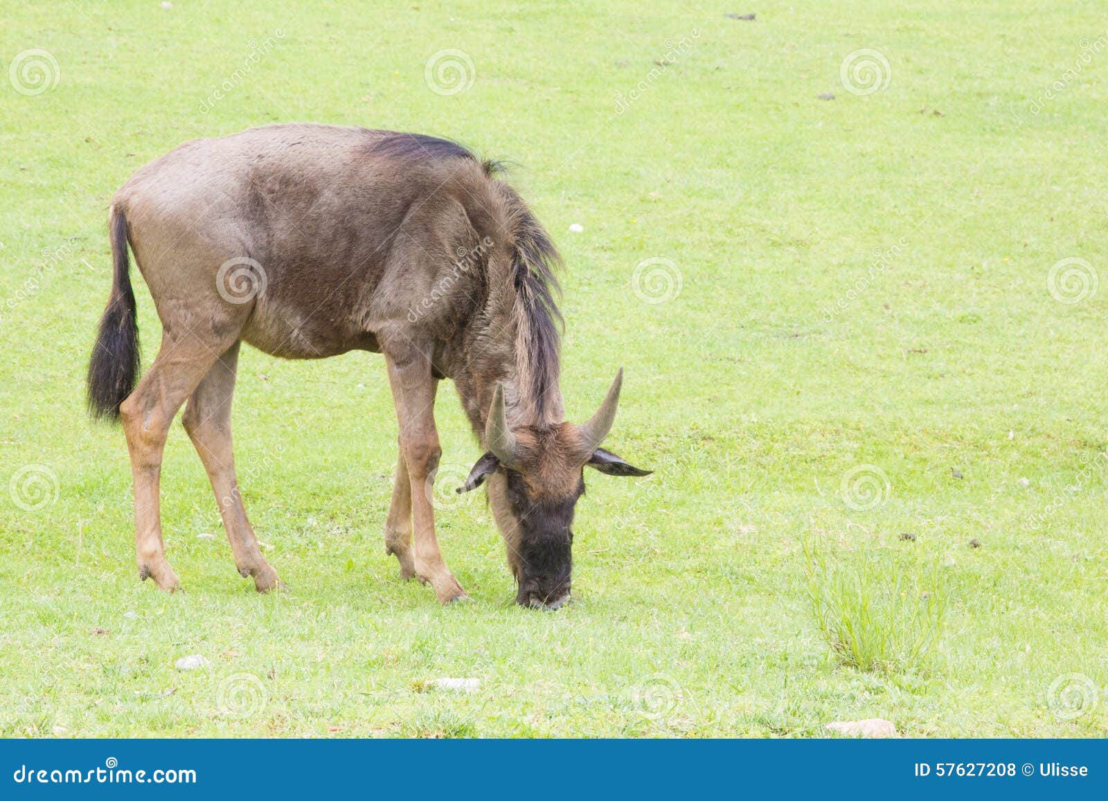 Gnu stock photo. Image of mara, hair, goat, brown, mammal - 57627208
