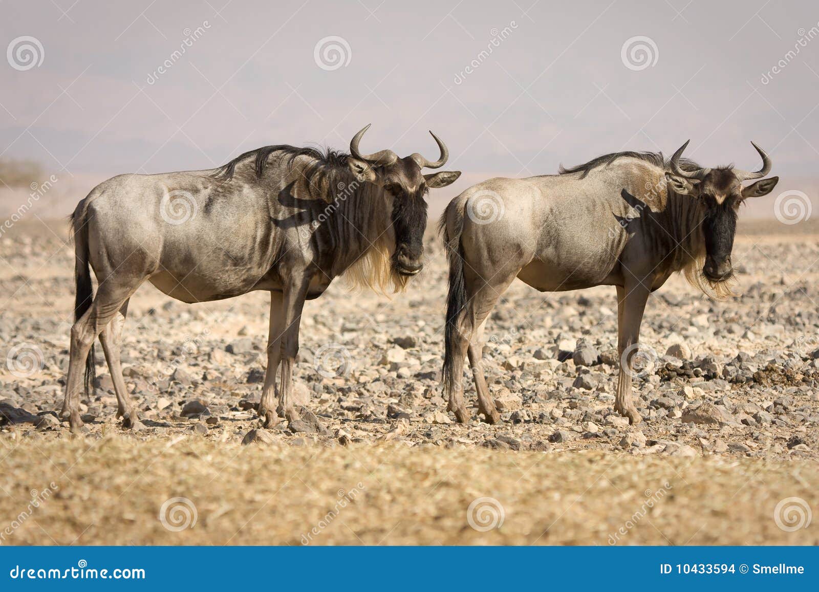 Gnus stock photo. Image of safari, game, desert, taurinus - 10433594