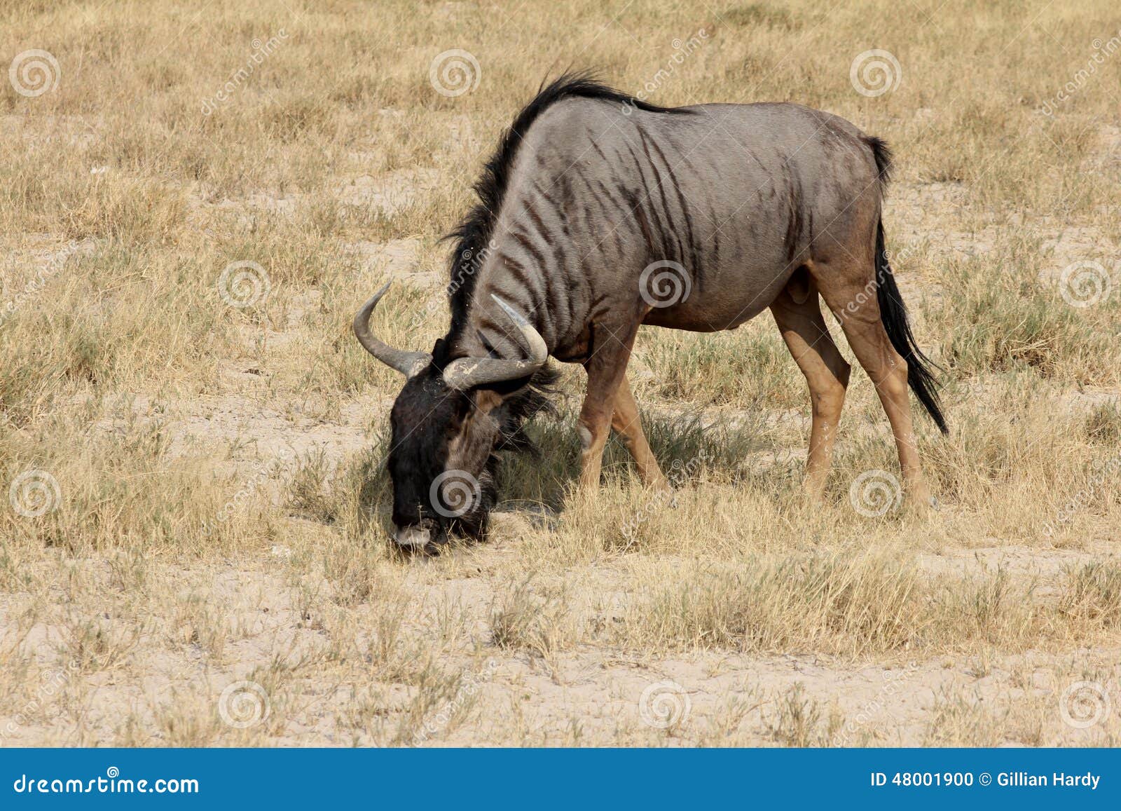 Gnus in Namibia stock photo. Image of nature, wildabeast - 48001900