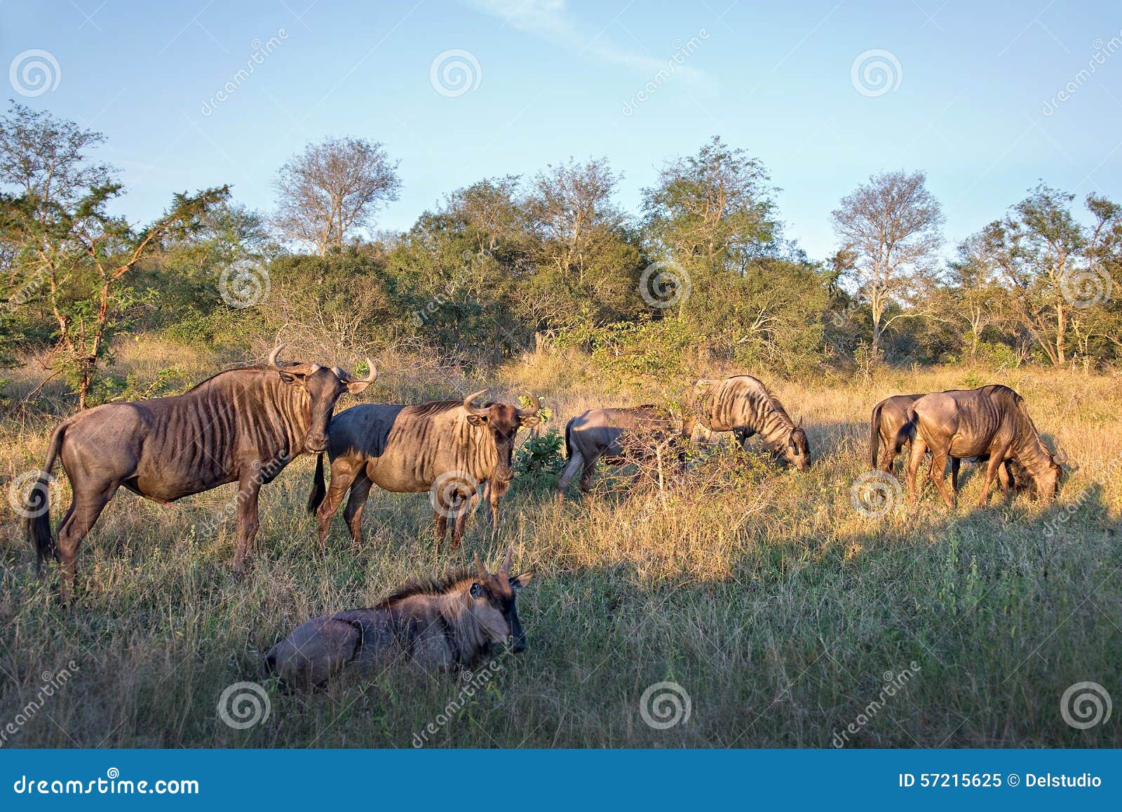 Gnus, South Africa stock image. Image of park, safari - 57215625