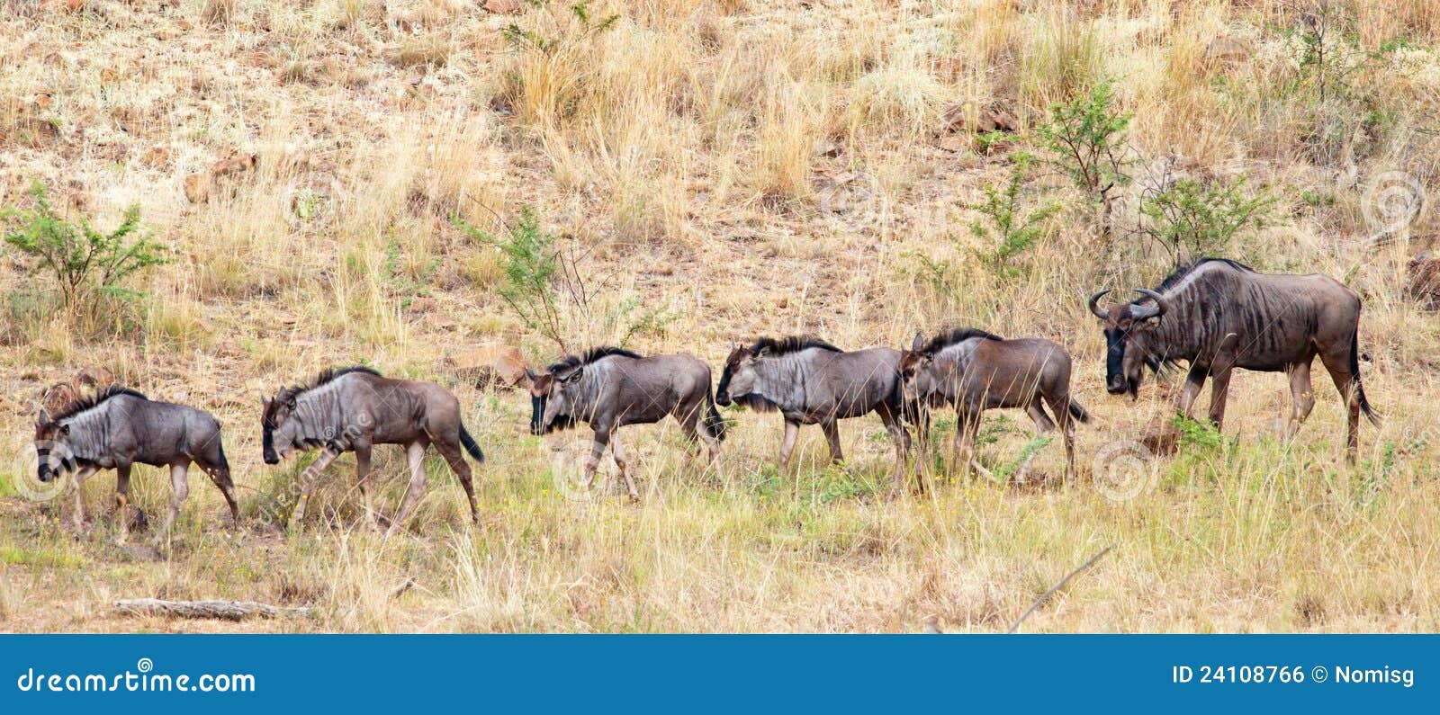 Gnus to the waterhole stock photo. Image of large, youngsters - 24108766