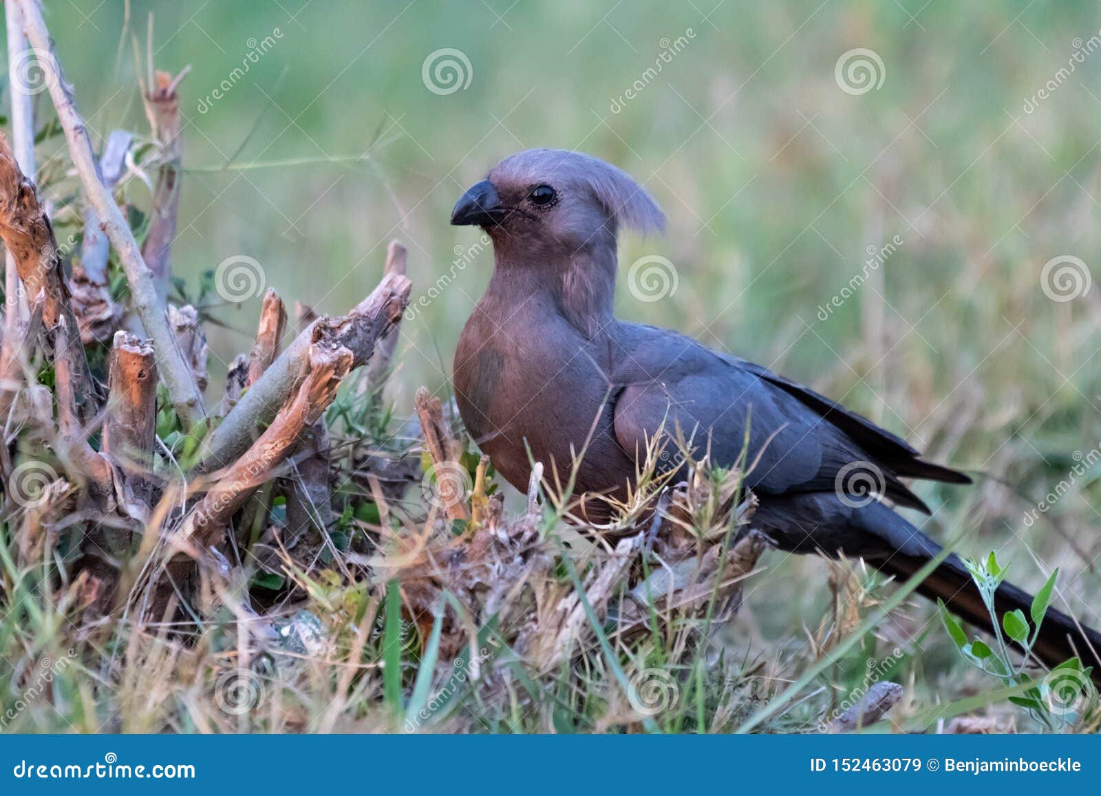 Go Away Bird in Namibia in Afrika at Kwando River Stock Image - Image ...