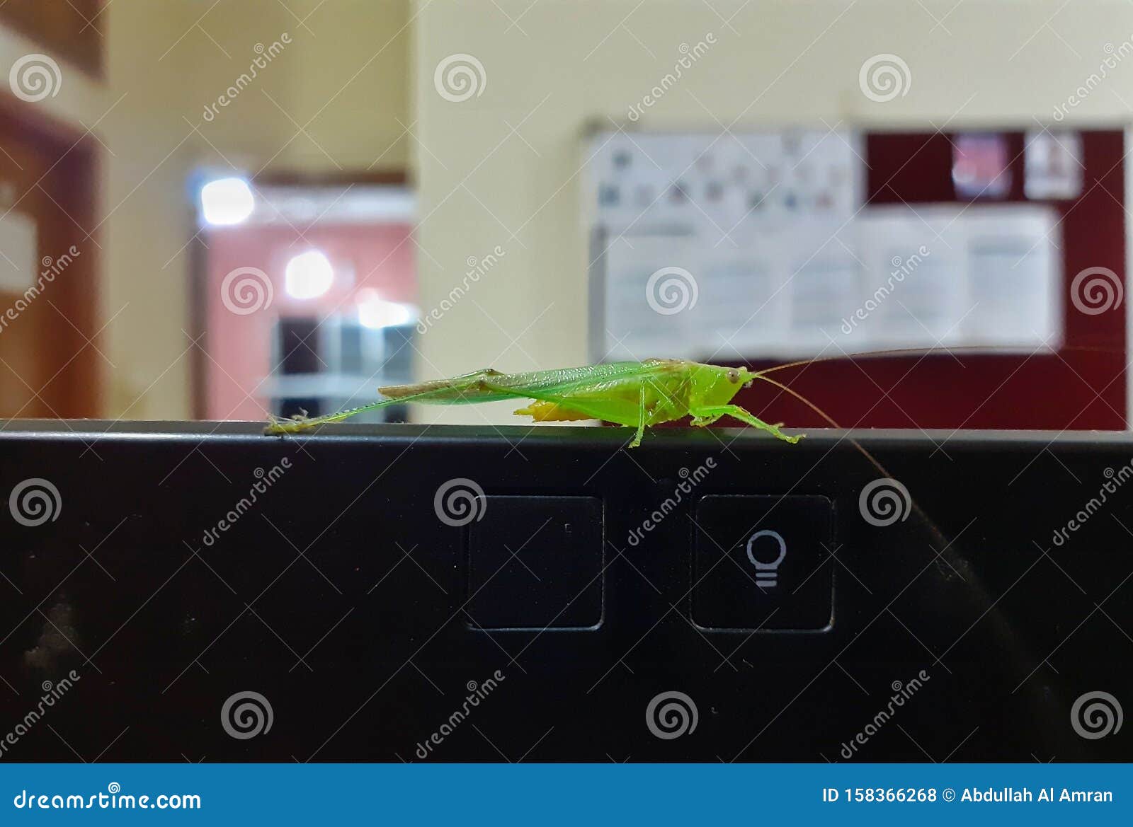 Go Green Think Green stock photo. Image of insect, think - 158366268