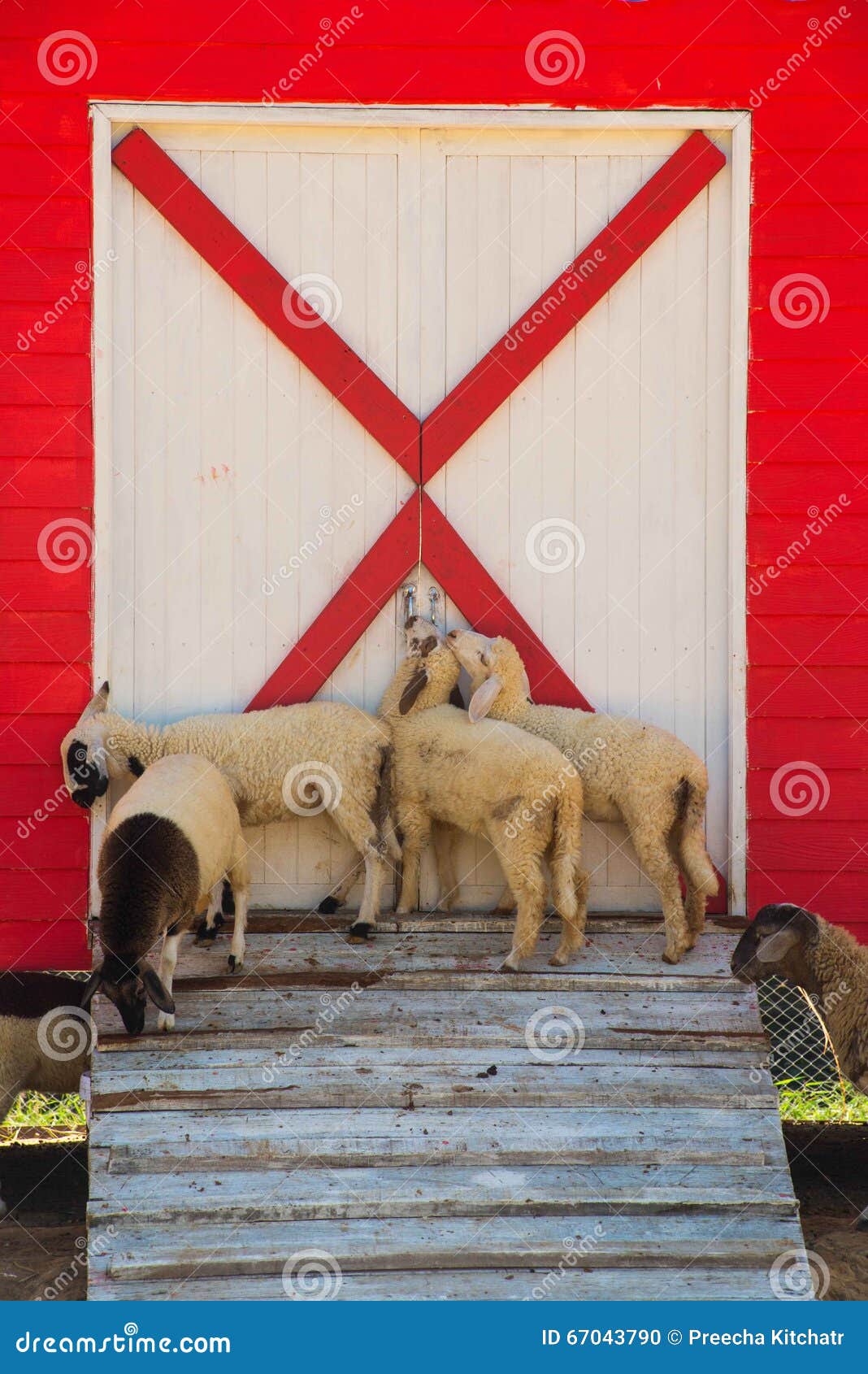 Go home stock photo. Image of themes, animal, farm, lamb - 67043790