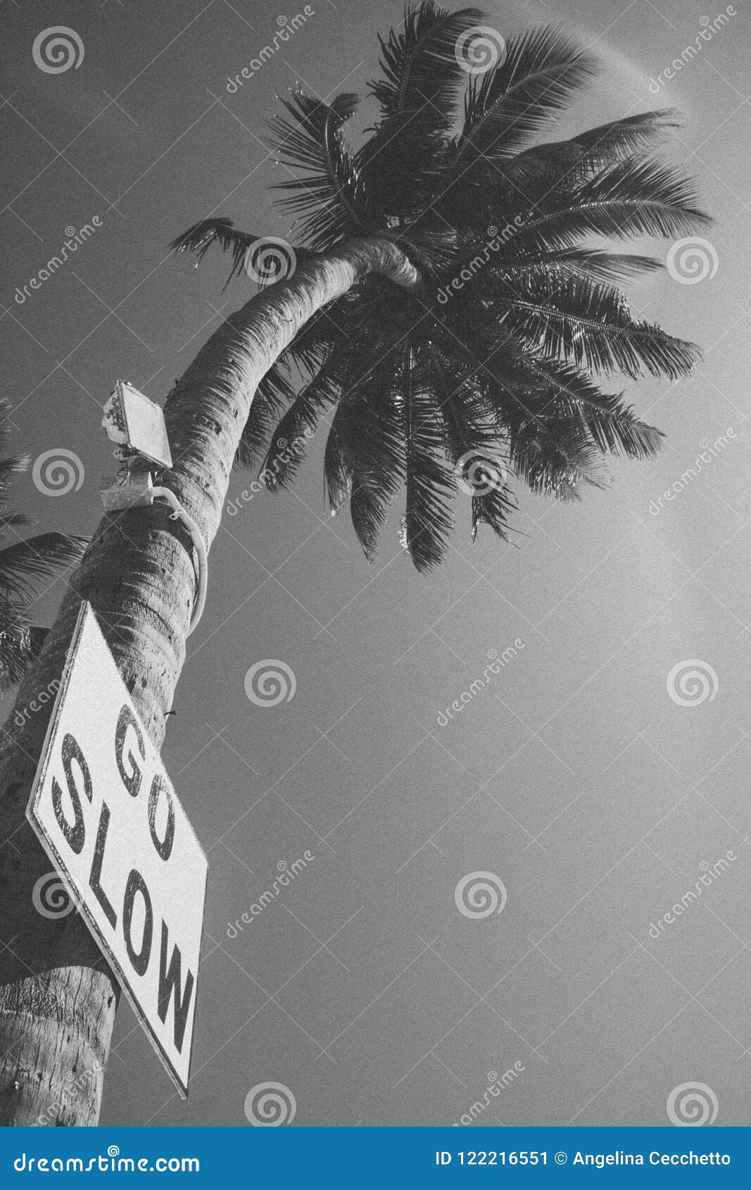 Go Slow Sign on Palm Tree in Caye Caulker Belize Stock Image - Image of ... Go Slow Sign on Palm Tree in Caye Caulker Belize Stock Image - Image of ...