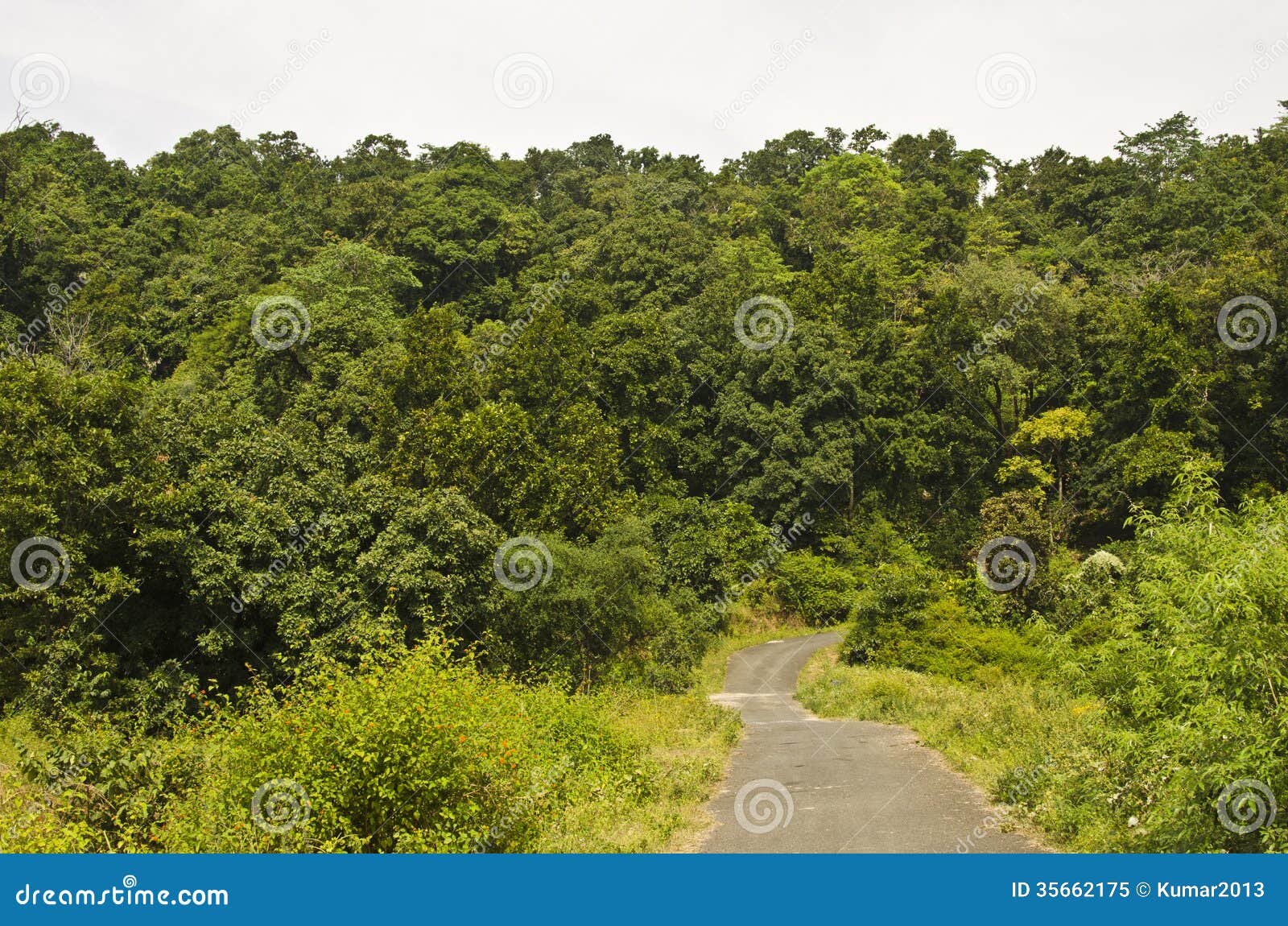 Go to forest stock image. Image of green, hike, asian - 35662175