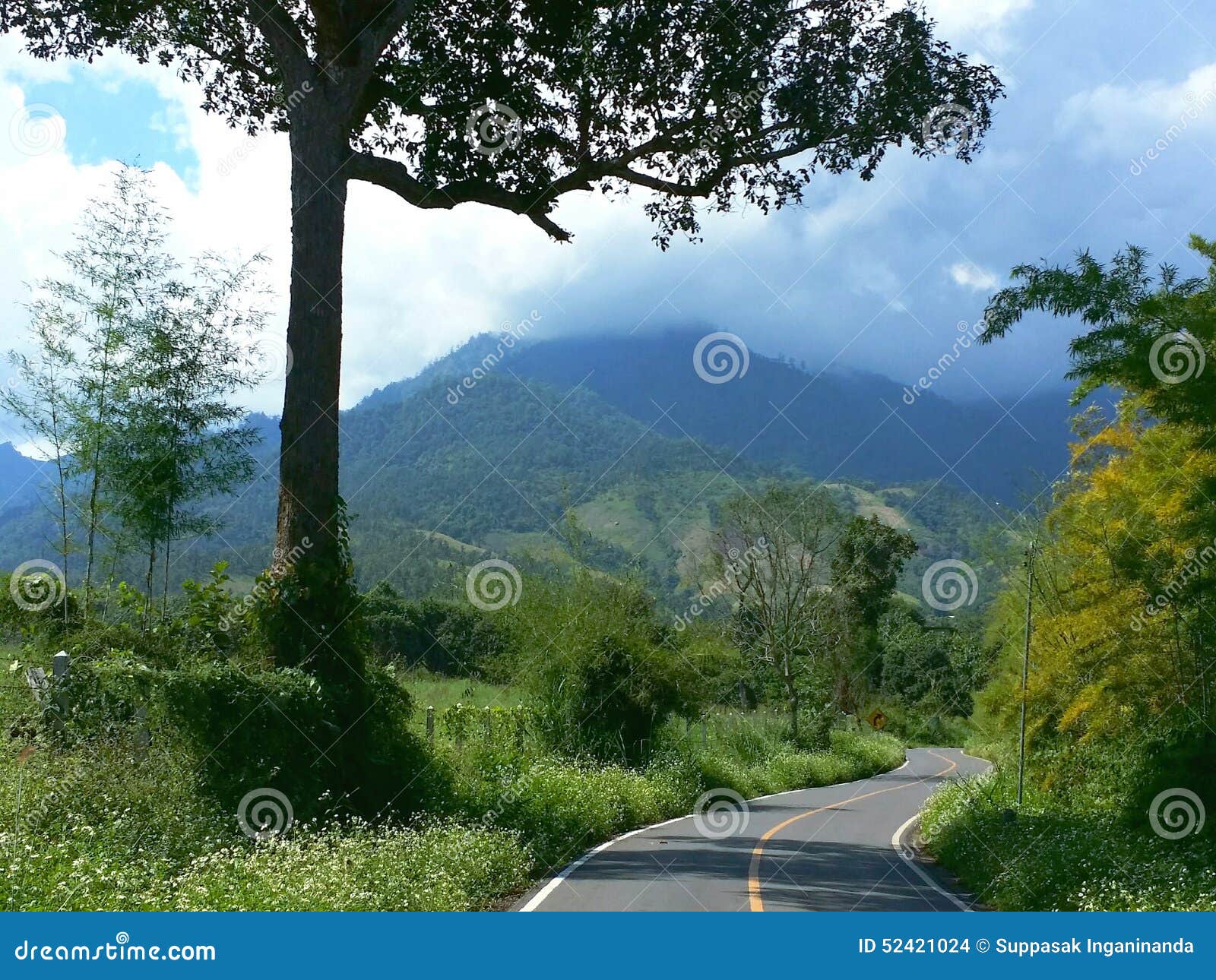 Go to the nature. stock photo. Image of tree, sunlight - 52421024