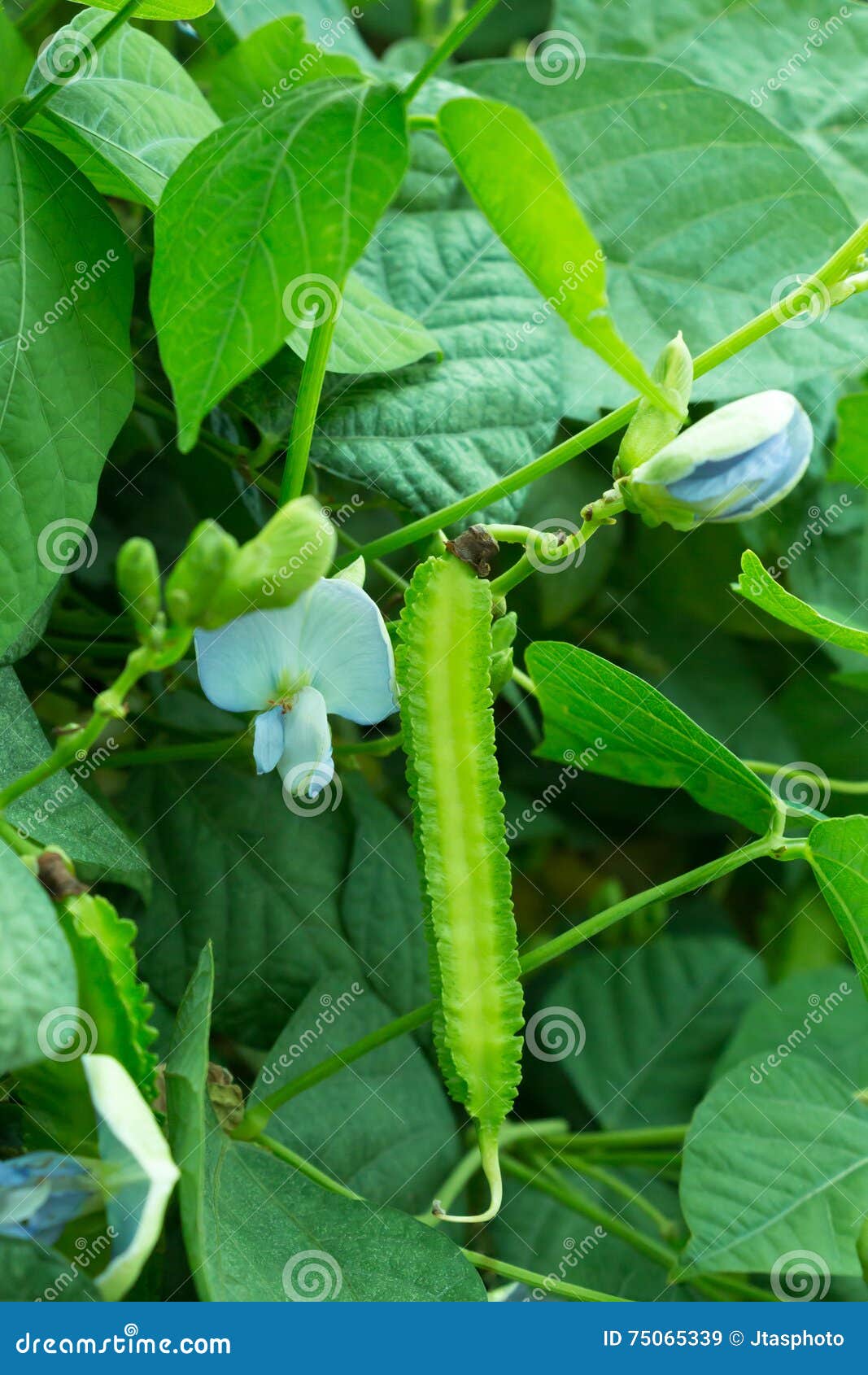 Goa bean stock image. Image of cornered, healthy, corner - 75065339