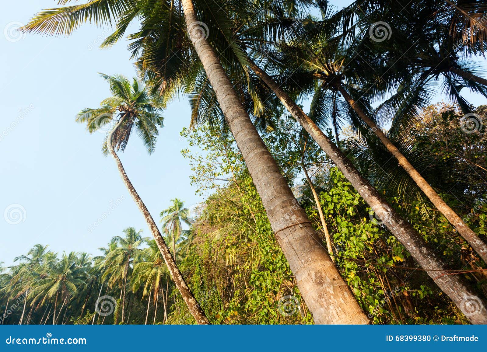 Goa coconut tree stock photo. Image of travel, tropics - 68399380