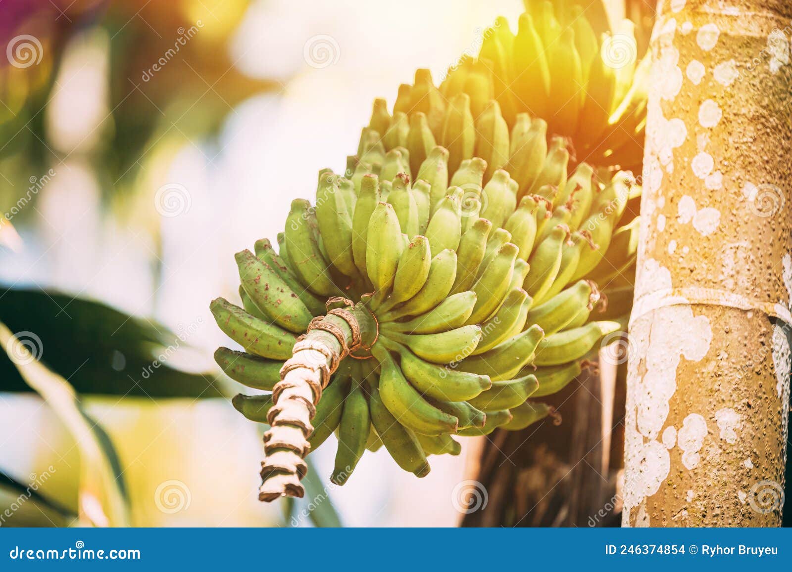 Goa, India. Banana Tree Showing Fruit and Inflorescence Stock Photo ...