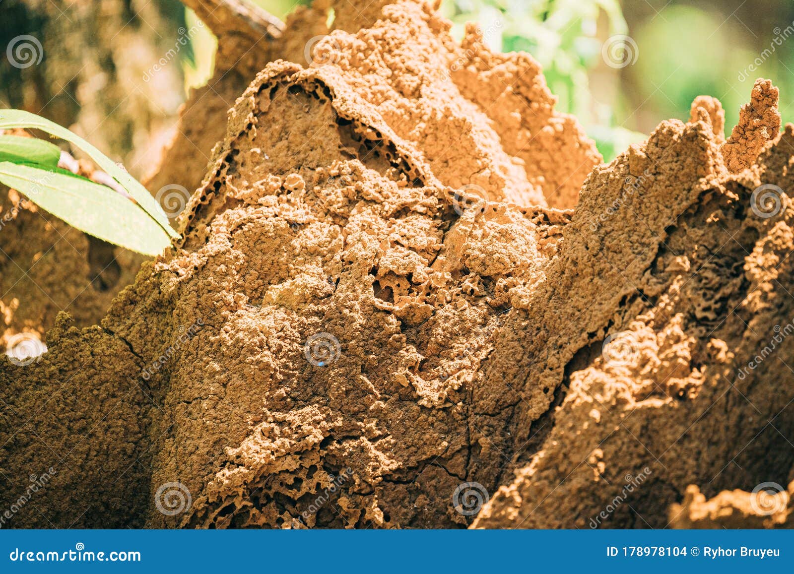 Goa, India. Close View Anthill of Termite among Forest in Summer Sunny ...