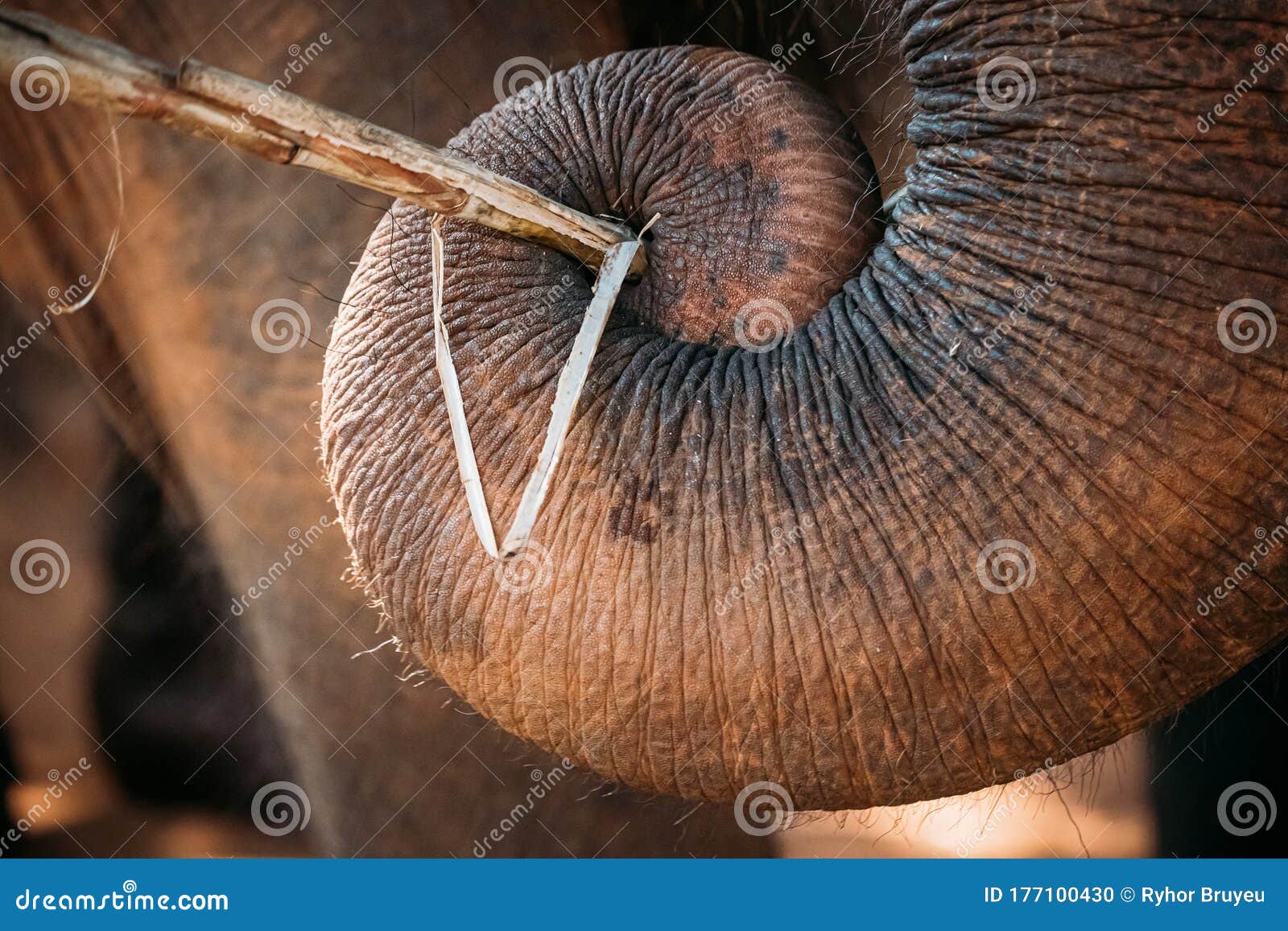 Goa, India. Close View of Elephant Cow Eating by Trunk Stock Photo ...