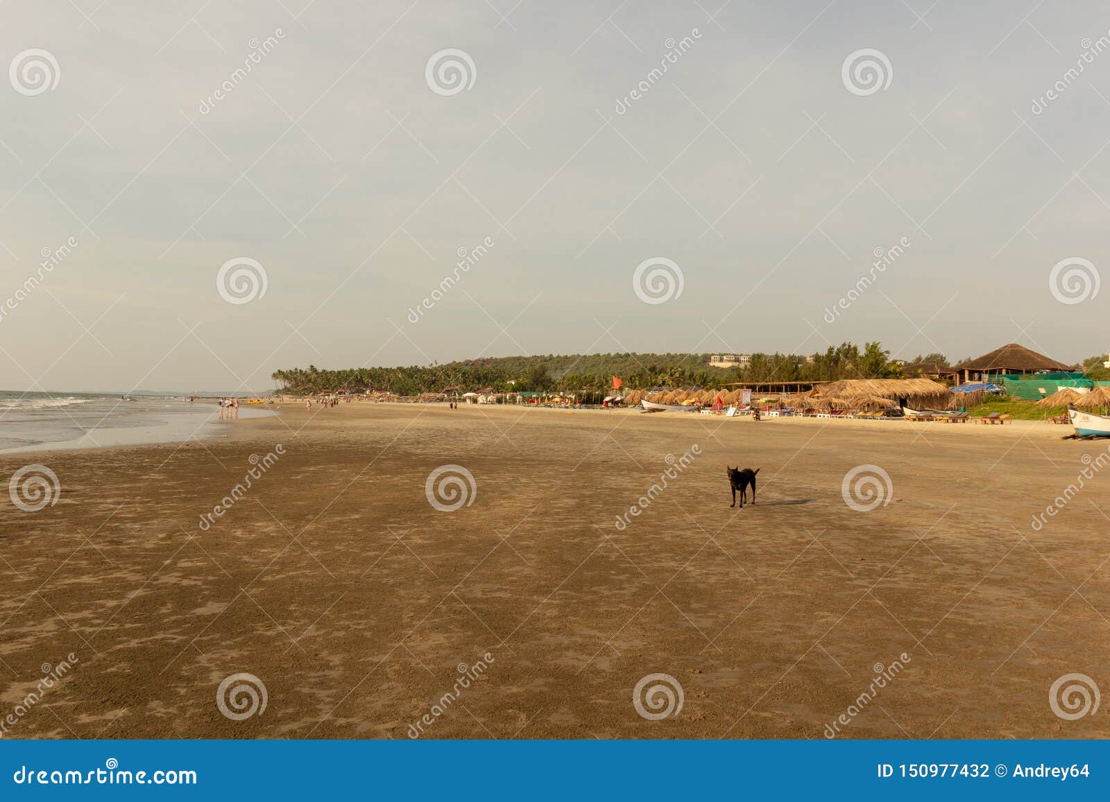 Goa, India - December 20, 2018: View of the Morjim Beach. Beach Life ...