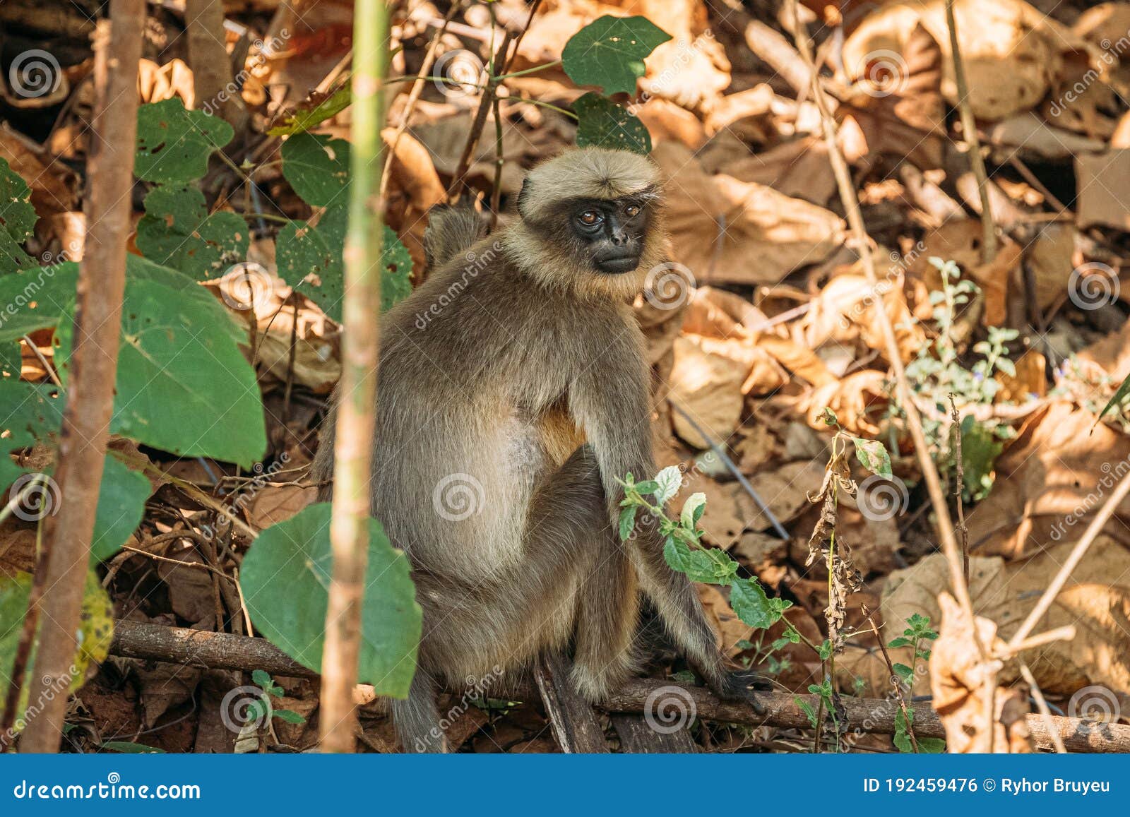 Goa, India. Gray Langur Monkey Sitting on Forest Ground Stock Photo ...