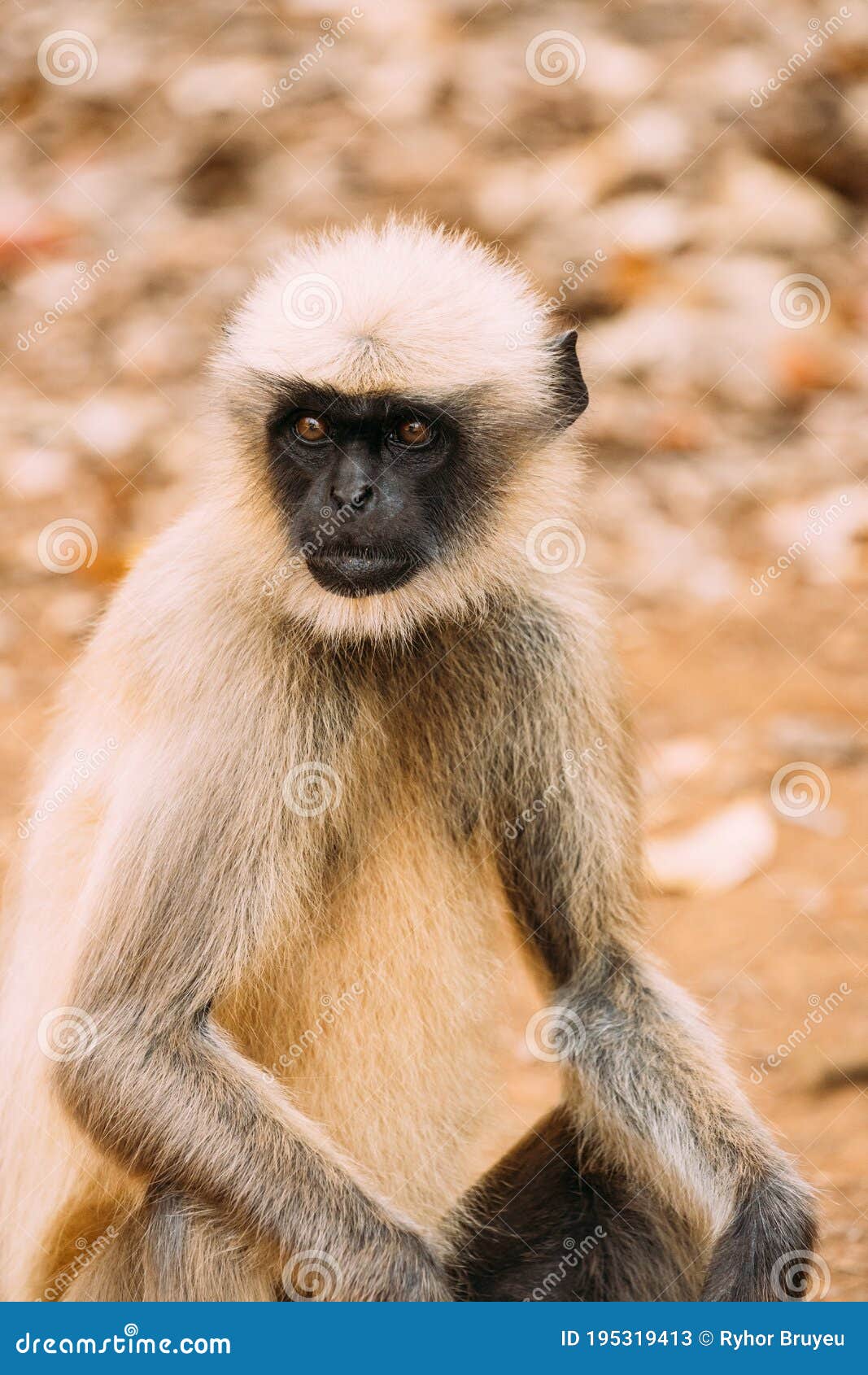 Goa, India. Gray Langur Monkey Sitting on Forest Ground Stock Image ...