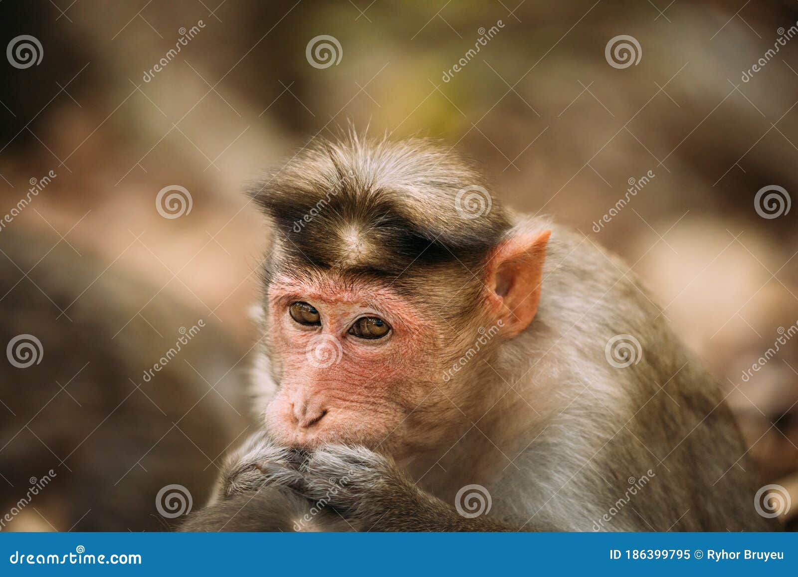 Goa, India. Monkey Bonnet Macaque - Macaca Radiata or Zati is Looking ...