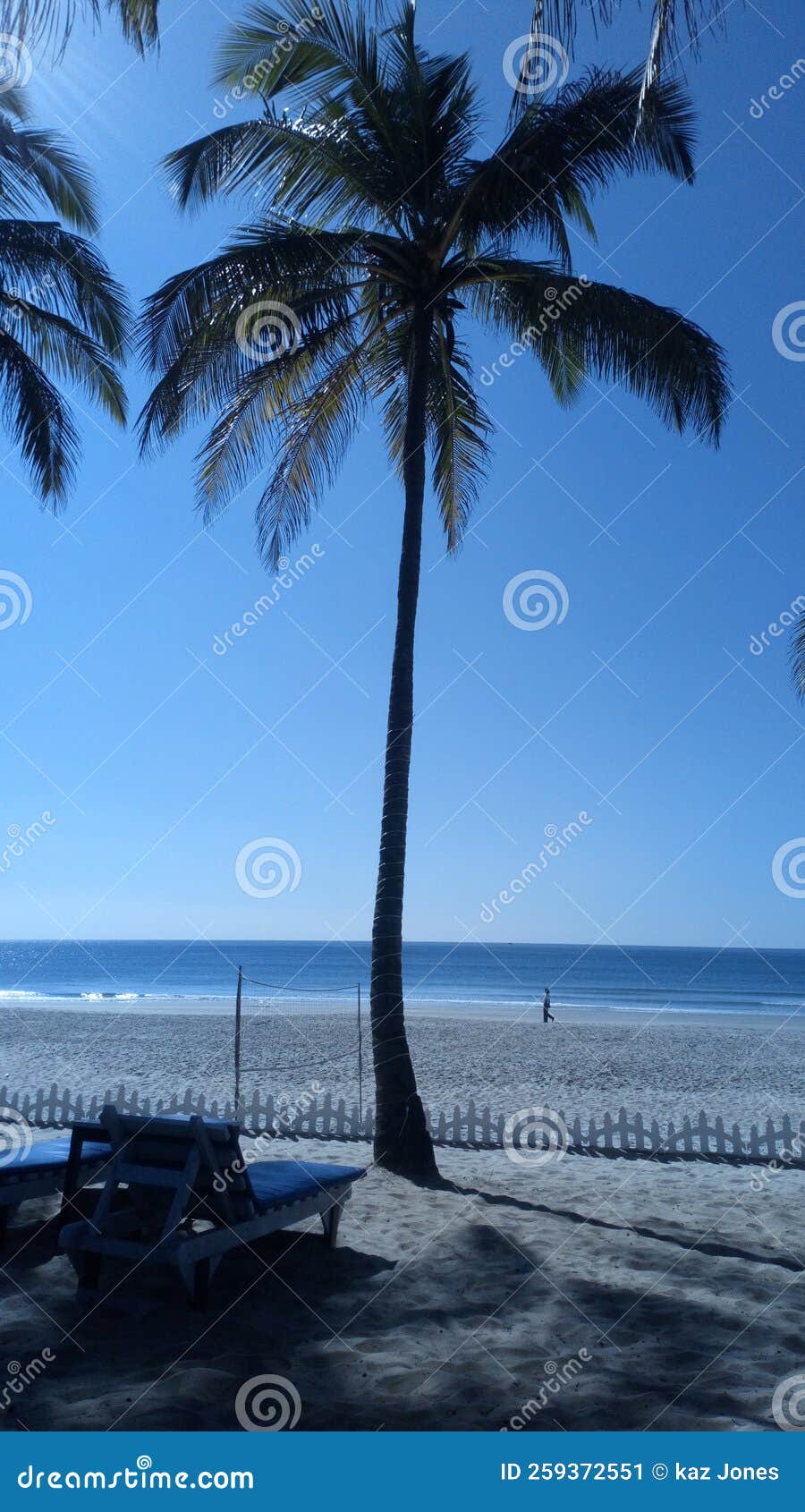 Goa India Palm tree stock image. Image of glass, streetlight - 259372551