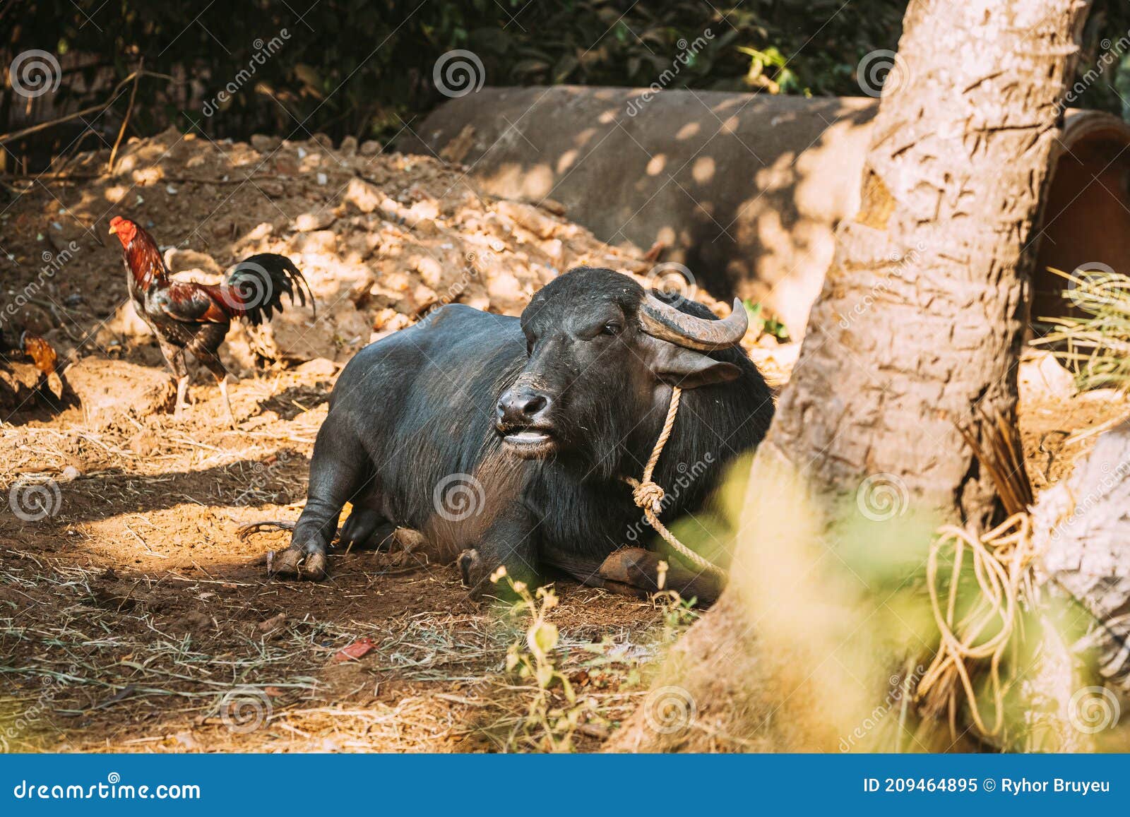 Goa, India. Water Buffalo Lie Resting Under the Sun Stock Image - Image ...
