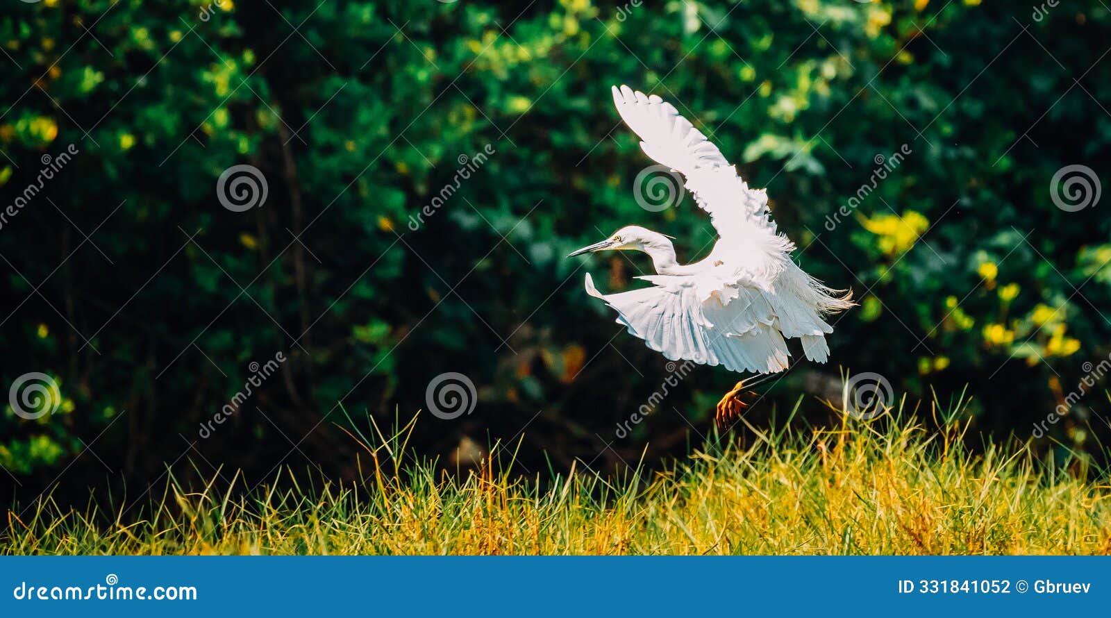 Goa, India. White Little Egret Landing on Grass Stock Photo - Image of ...