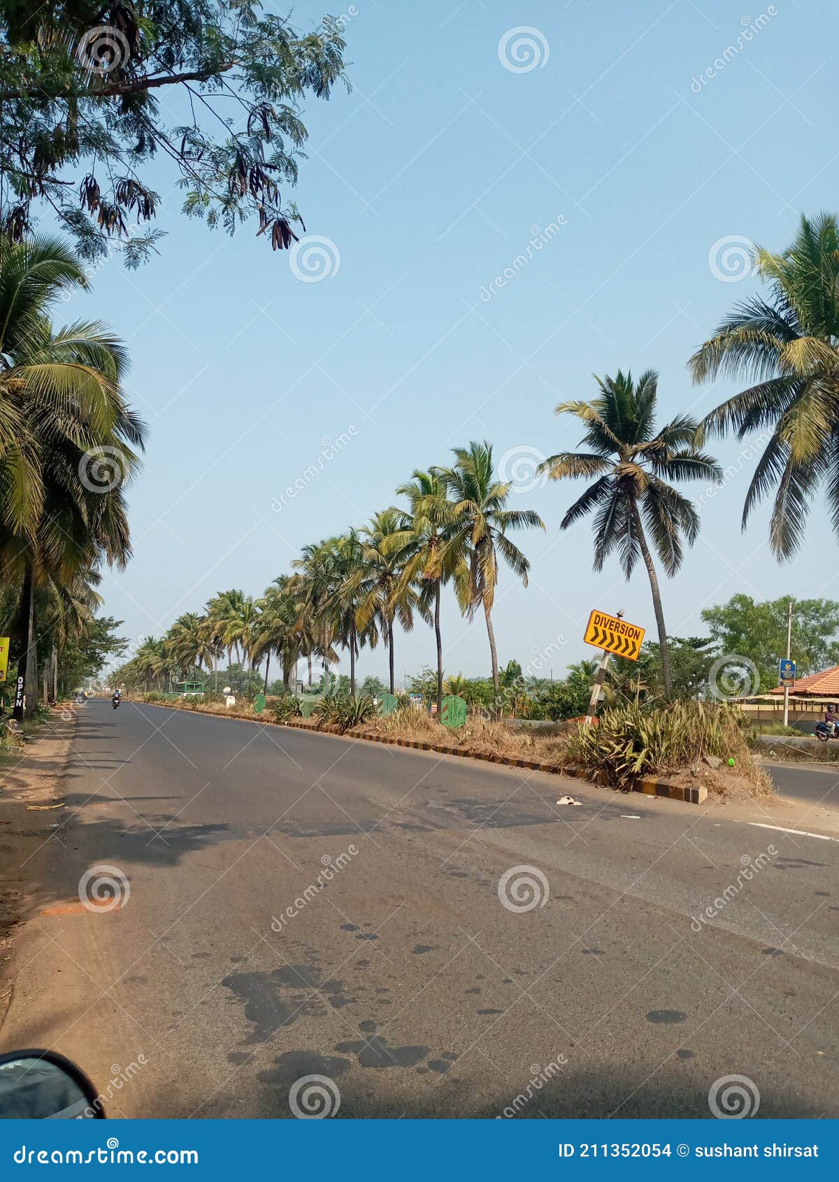 Goa Nature coconut stock photo. Image of cocuut, coconut - 211352054