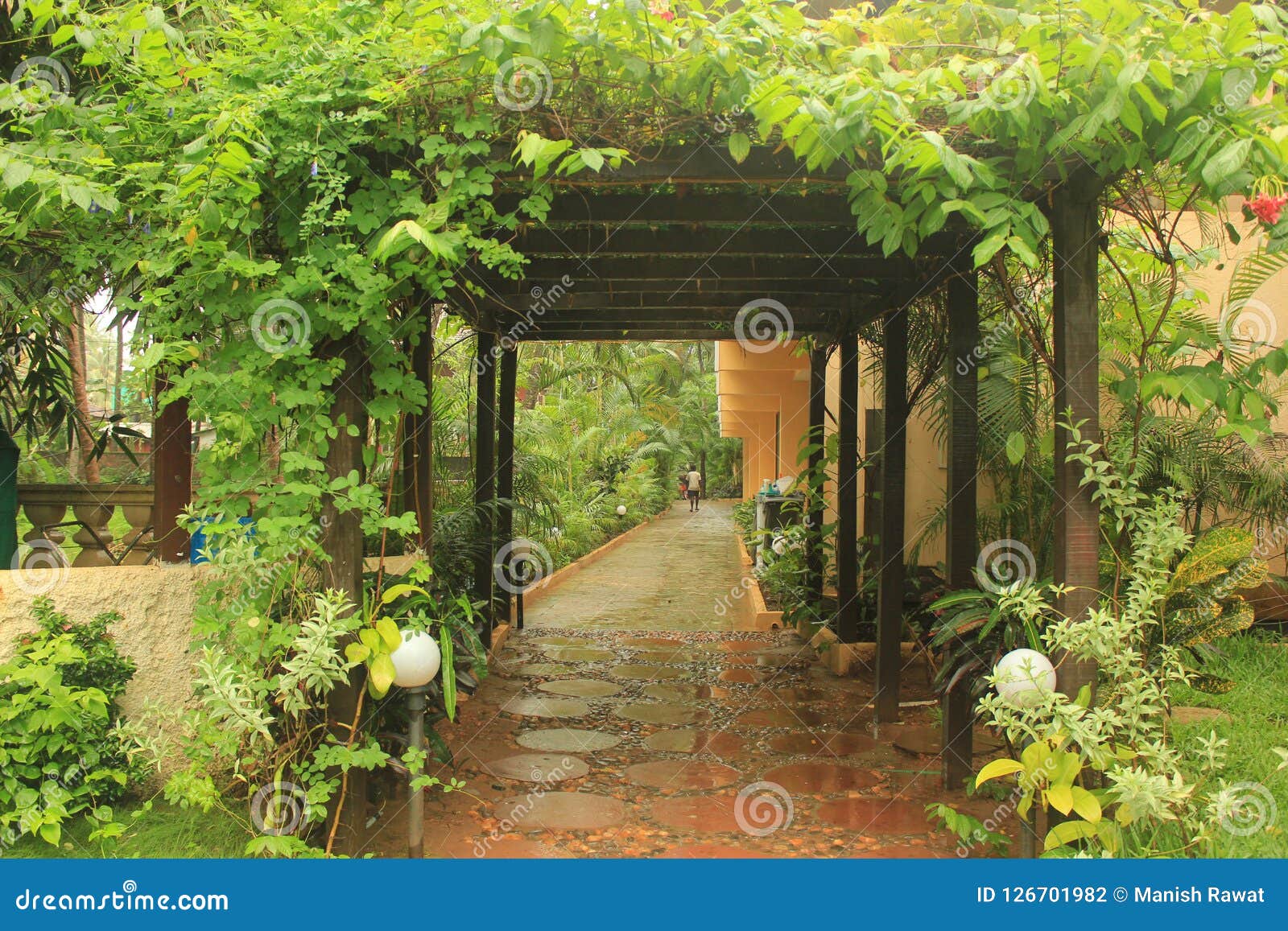 Goa rains stock photo. Image of rains, monsoon, raining - 126701982