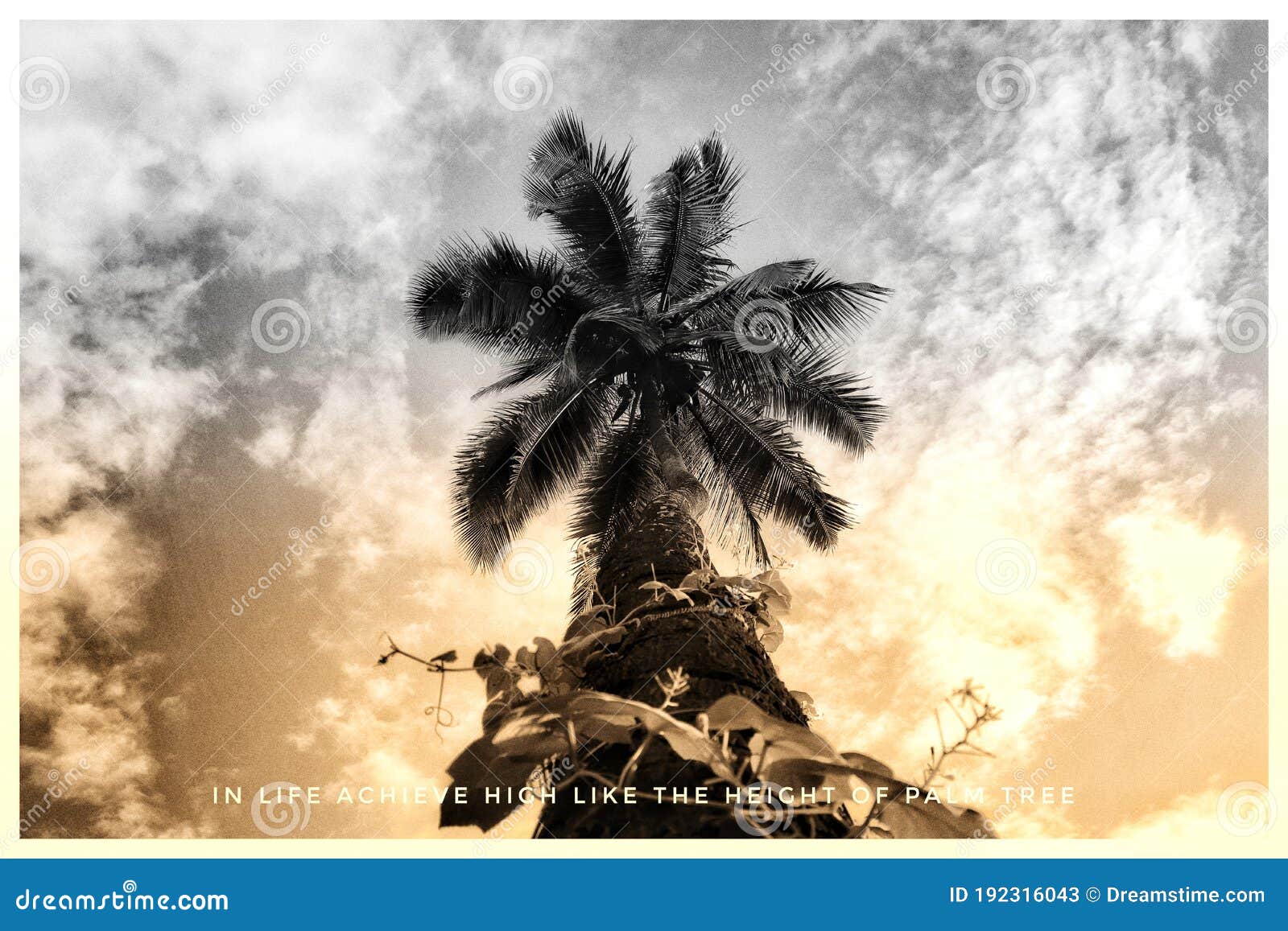 Goan coconut tree stock image. Image of wind, leaf, poster - 192316043