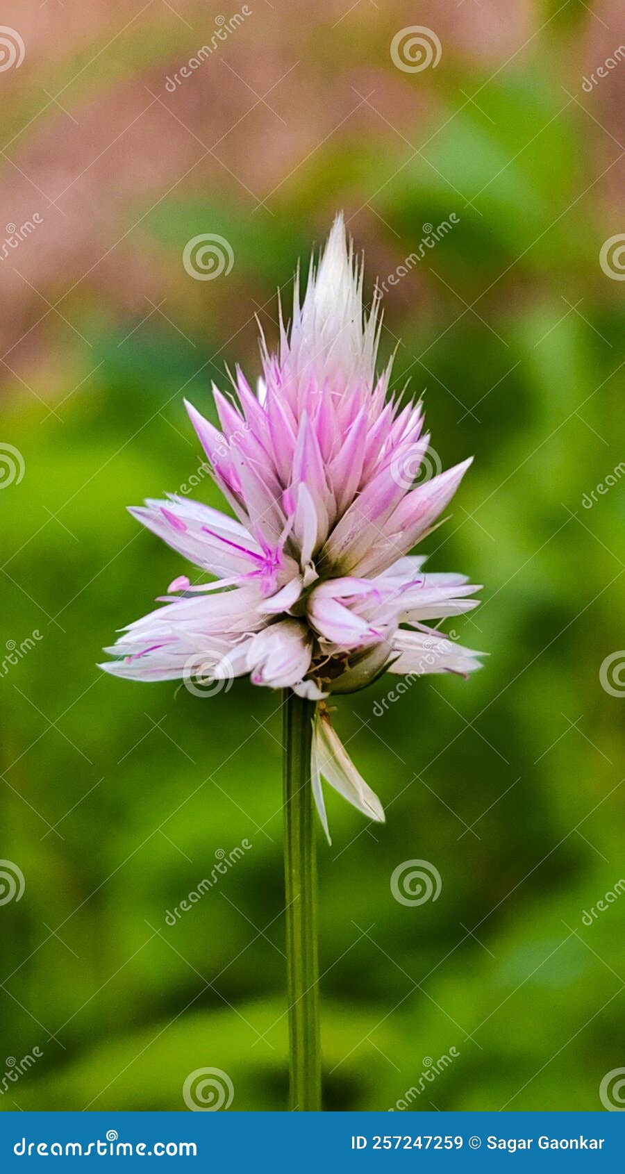 Goan Flowers Rainy Season Flower Stock Image - Image of flowers, food ...