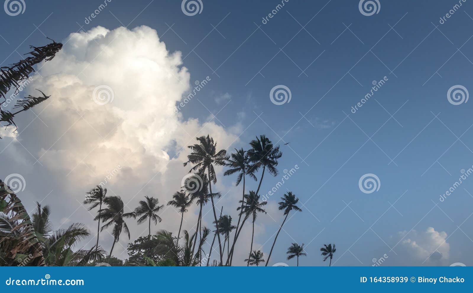 Goan Skyline Featuring Palm Trees with Sky and Clouds Stock Image ...