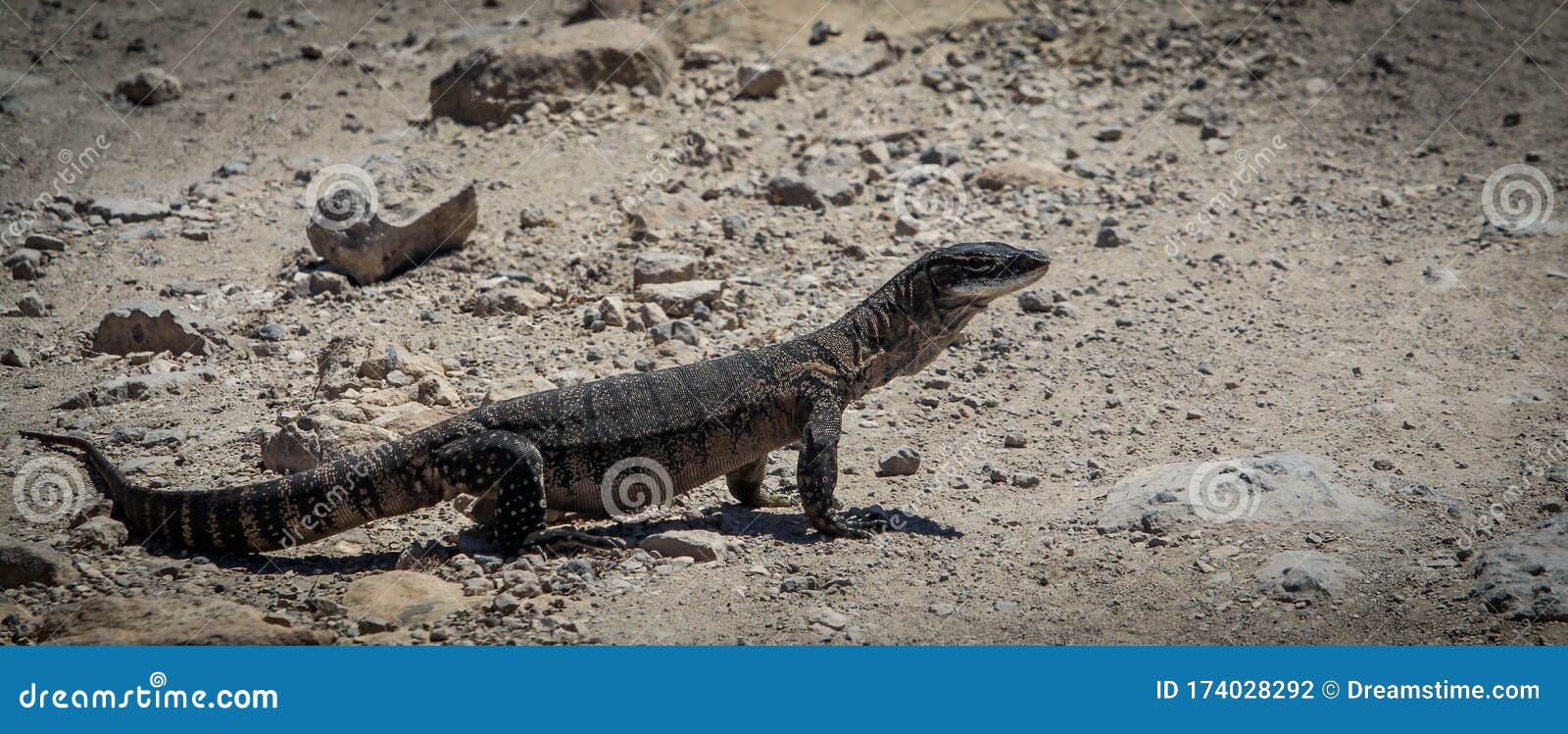 Goana stock photo. Image of goana, varan, lizard, reptile - 174028292