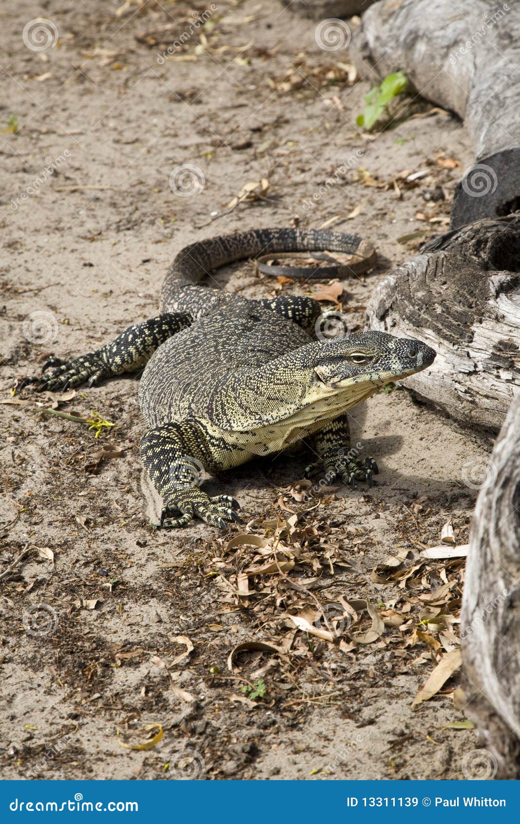 Goanna stock image. Image of monitor, sand, goanna, animal - 13311139