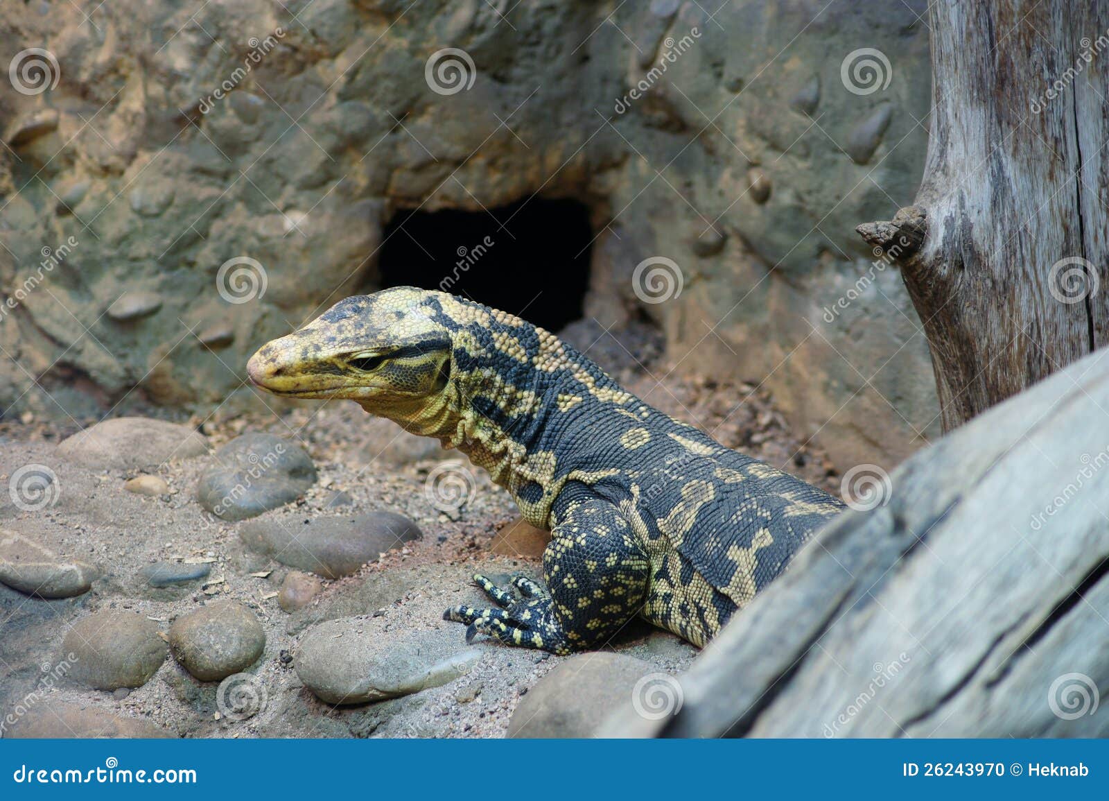 Goanna stock photo. Image of endangered, exotic, scaled - 26243970