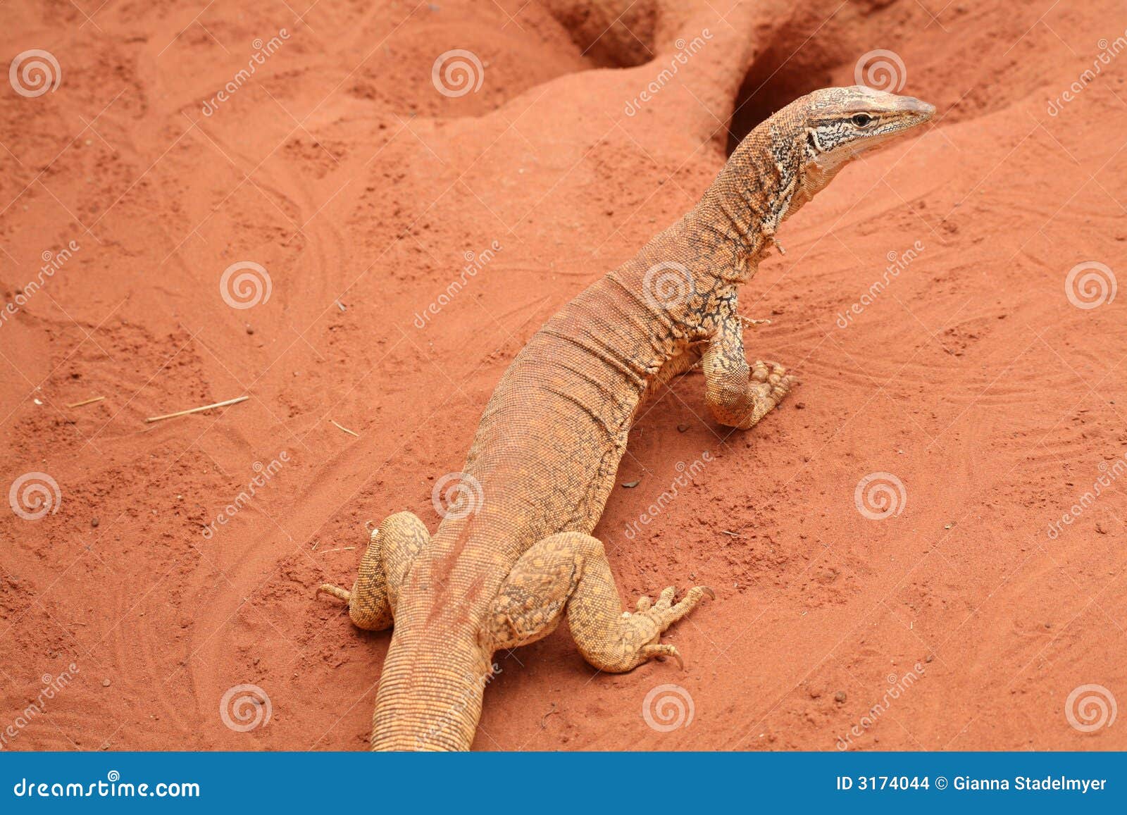 Goanna stock photo. Image of animal, outback, center, daylight - 3174044