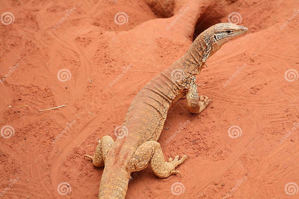 Goanna stock photo. Image of animal, outback, center, daylight - 3174044