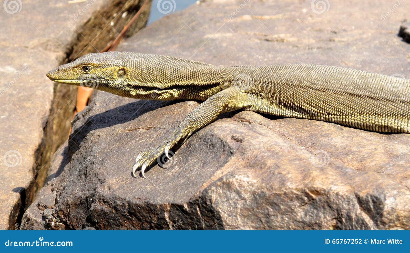 Goanna, australia stock photo. Image of lizard, show - 65767252
