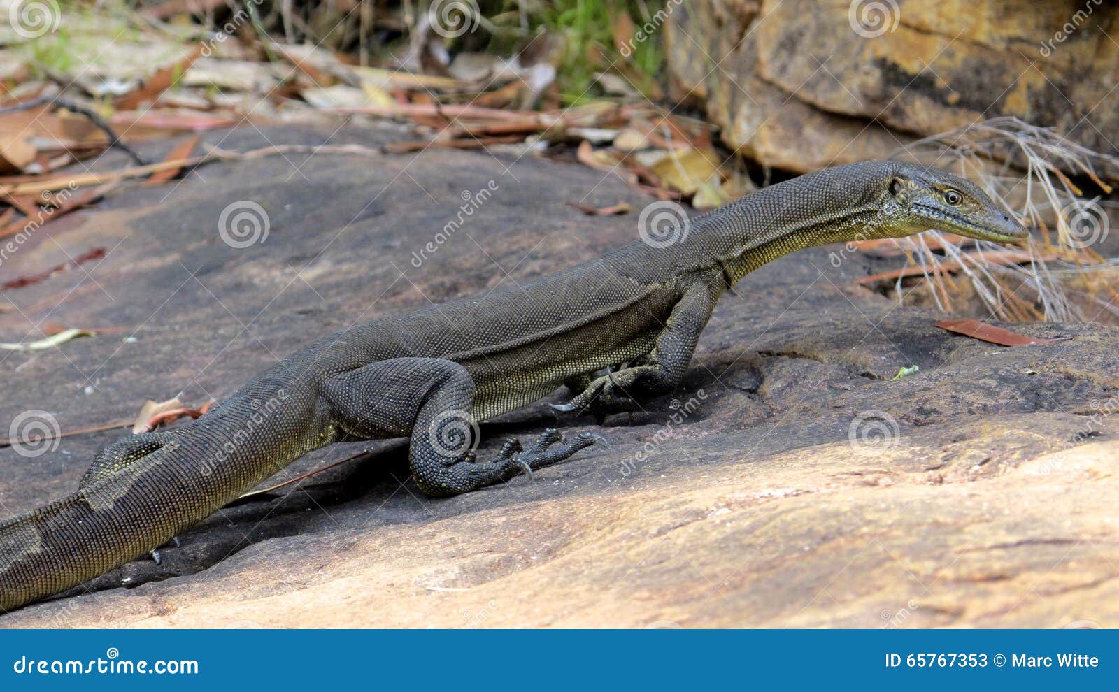 Goanna, australia stock image. Image of grass, body, reptile - 65767353