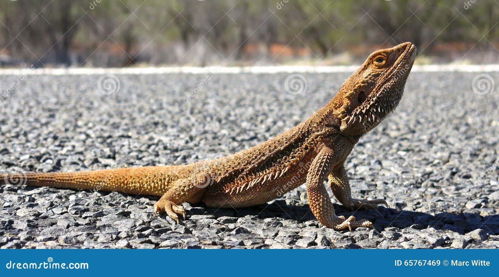 Goanna, australia stock image. Image of monitor, show - 65767469