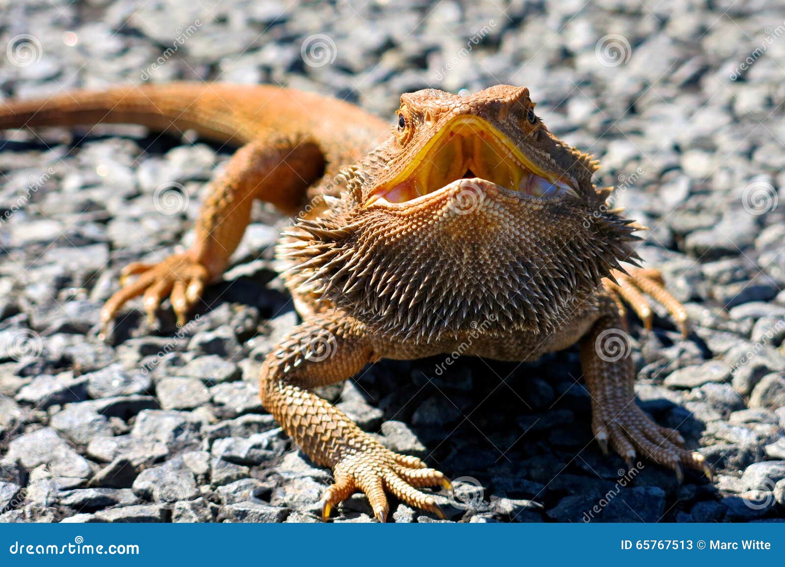Goanna, australia stock image. Image of color, large - 65767513