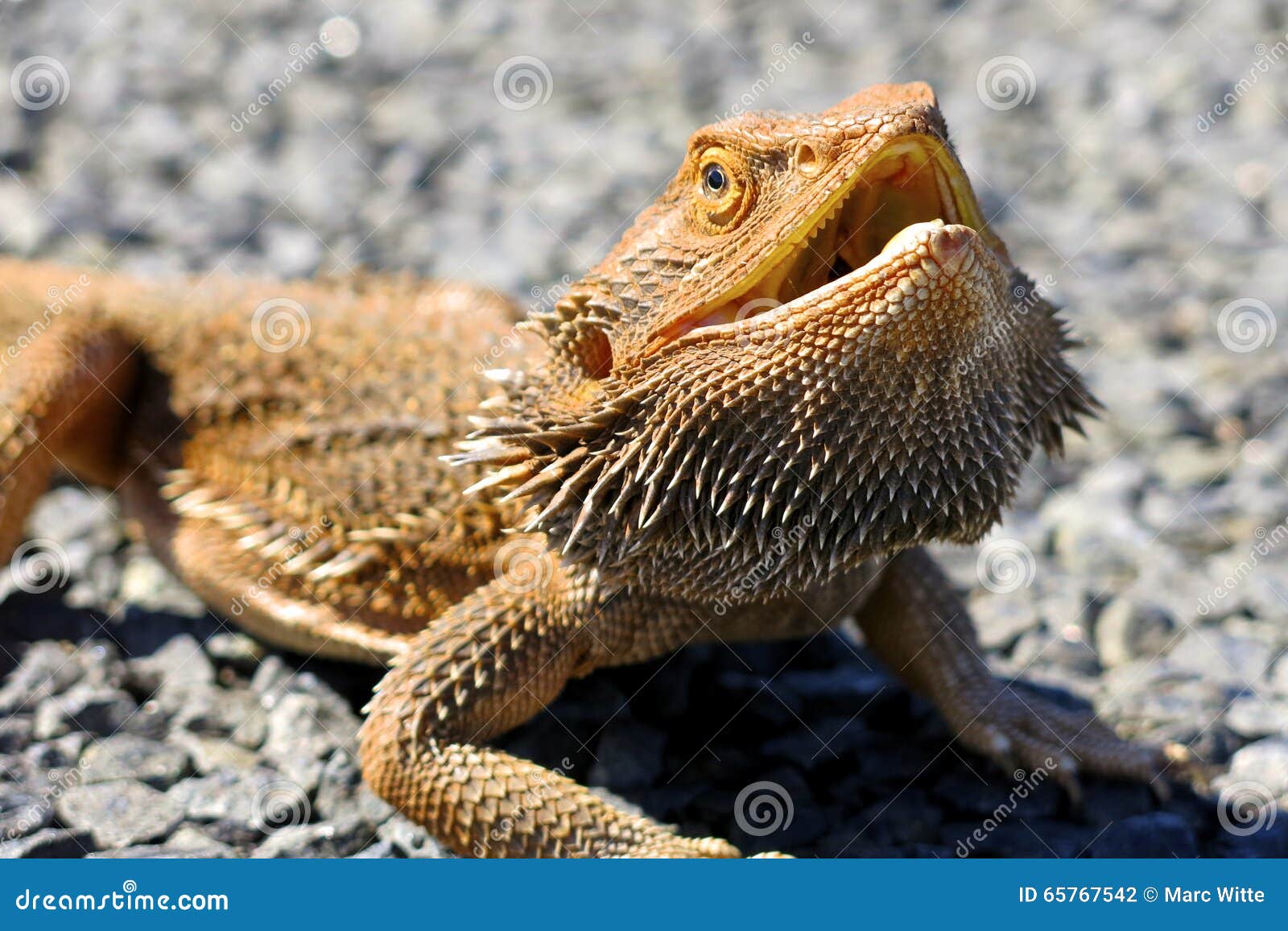 Goanna, australia stock photo. Image of show, nature - 65767542