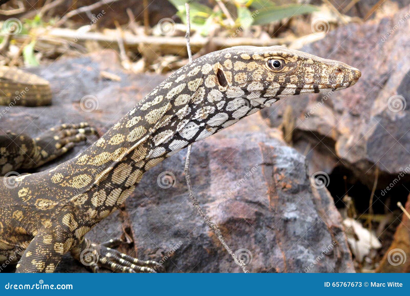 Goanna, australia stock image. Image of beauty, large - 65767673