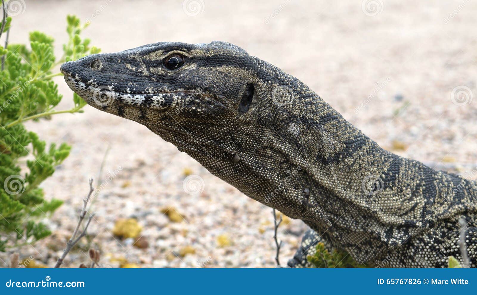 Goanna, australia stock photo. Image of sand, blue, goanna - 65767826