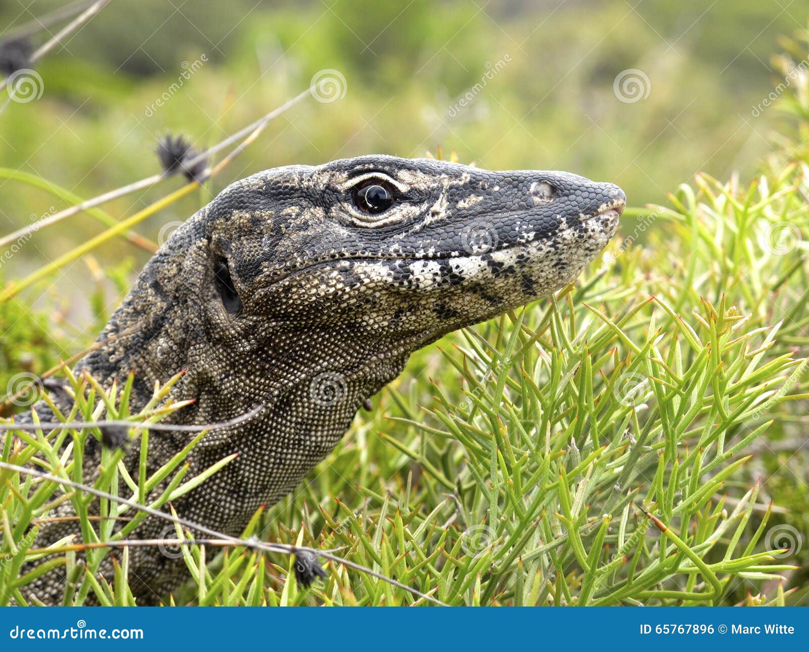 Goanna, australia stock photo. Image of lizard, traditional - 65767896