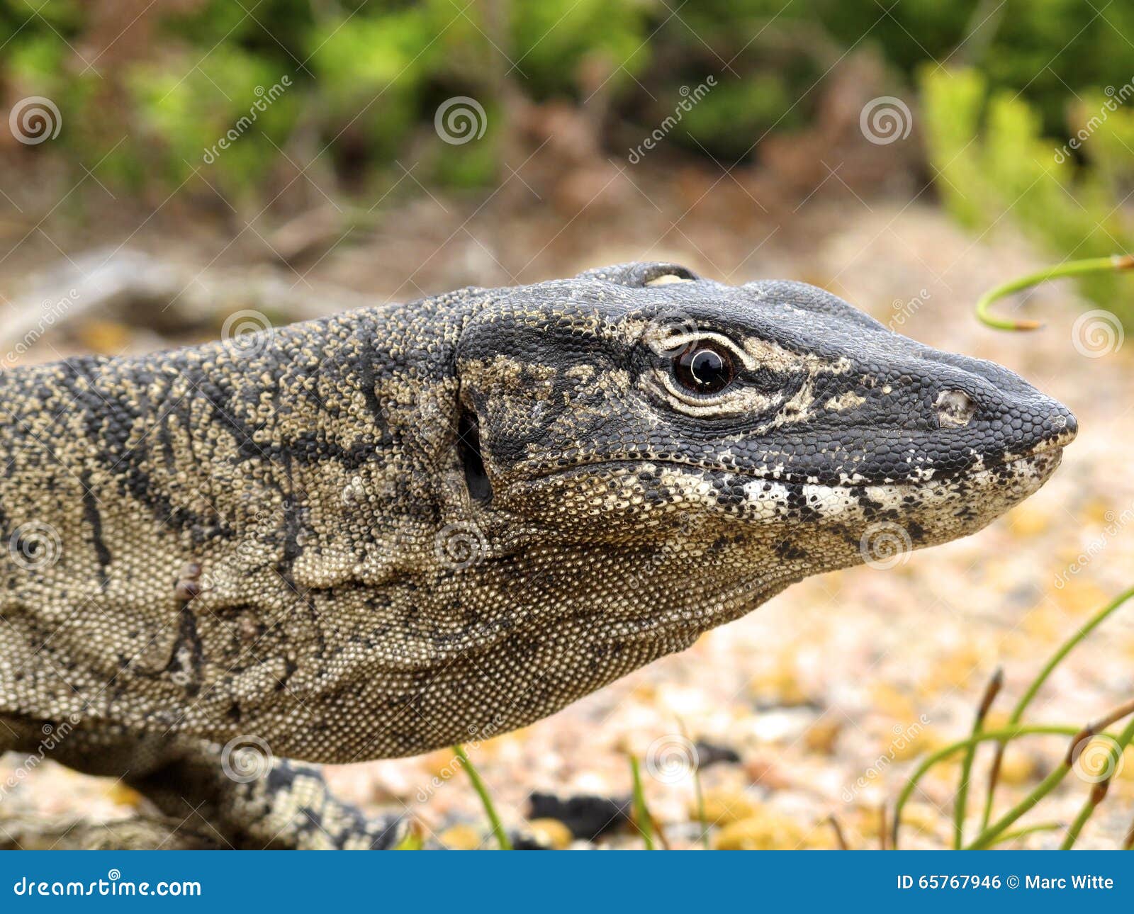 Goanna, australia stock photo. Image of monitor, beauty - 65767946