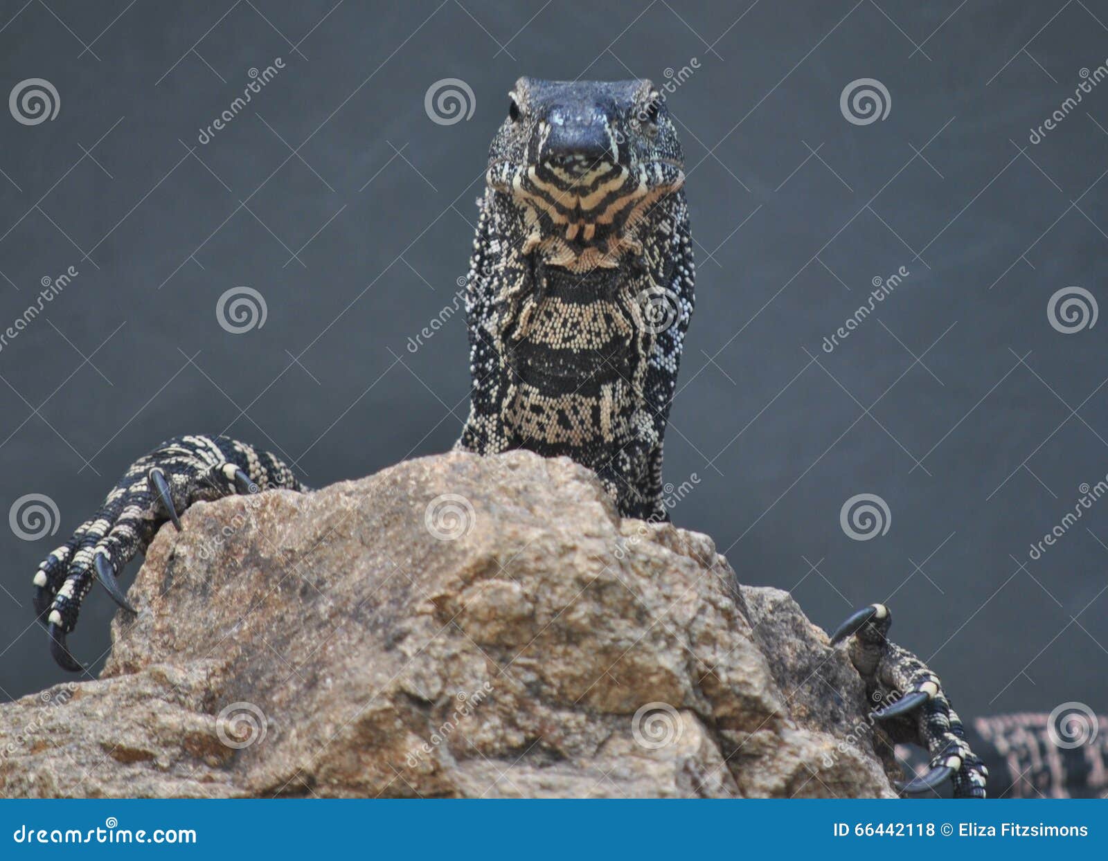 Goanna stock photo. Image of lizard, lying, goanna, reptile - 66442118