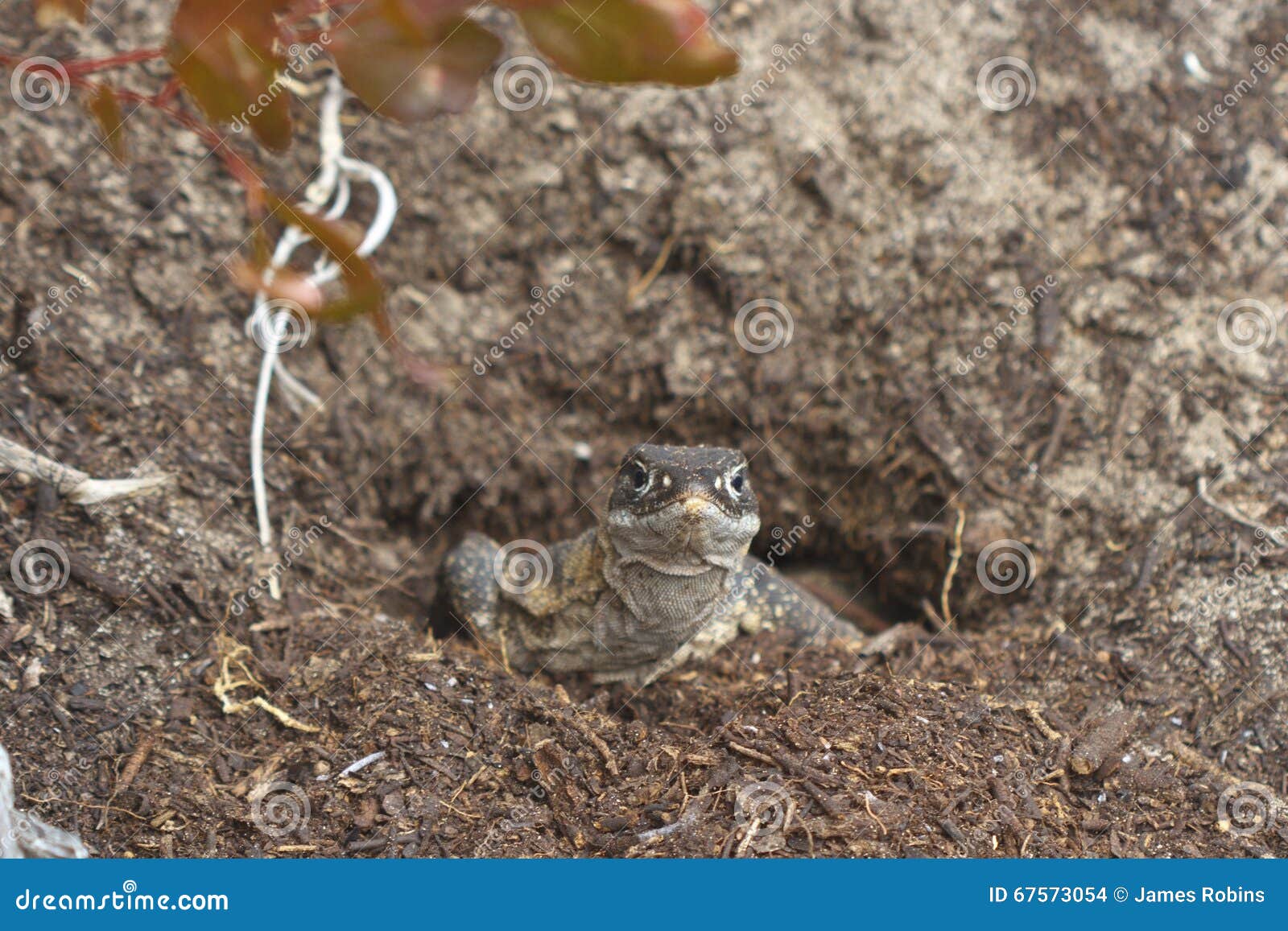 Goanna stock photo. Image of animal, reptile, australia - 67573054