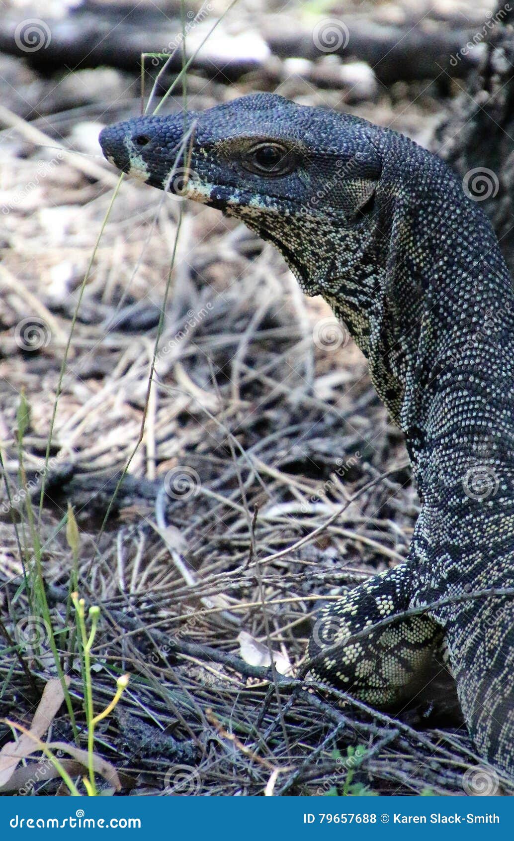 Goanna stock photo. Image of native, forest, fauna, reptile - 79657688