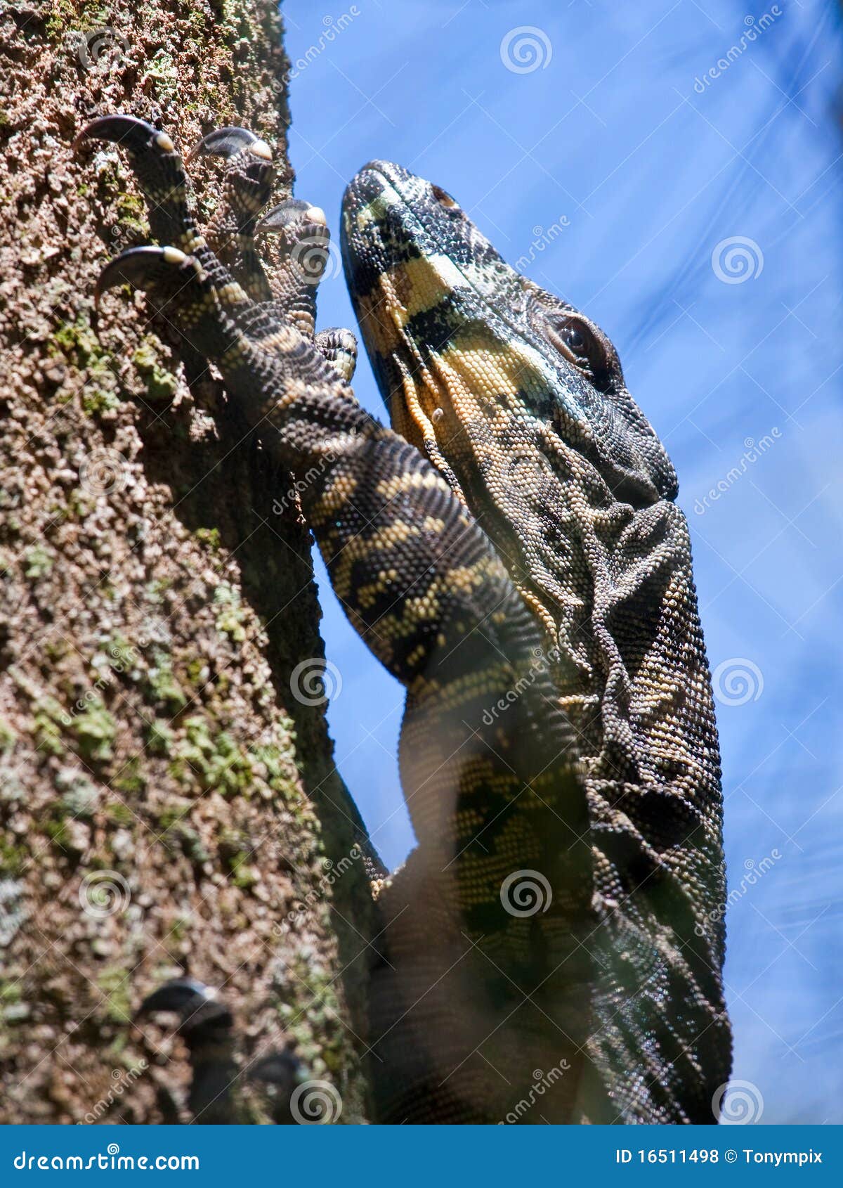 Goanna climbing a tree stock photo. Image of goanna, animals - 16511498